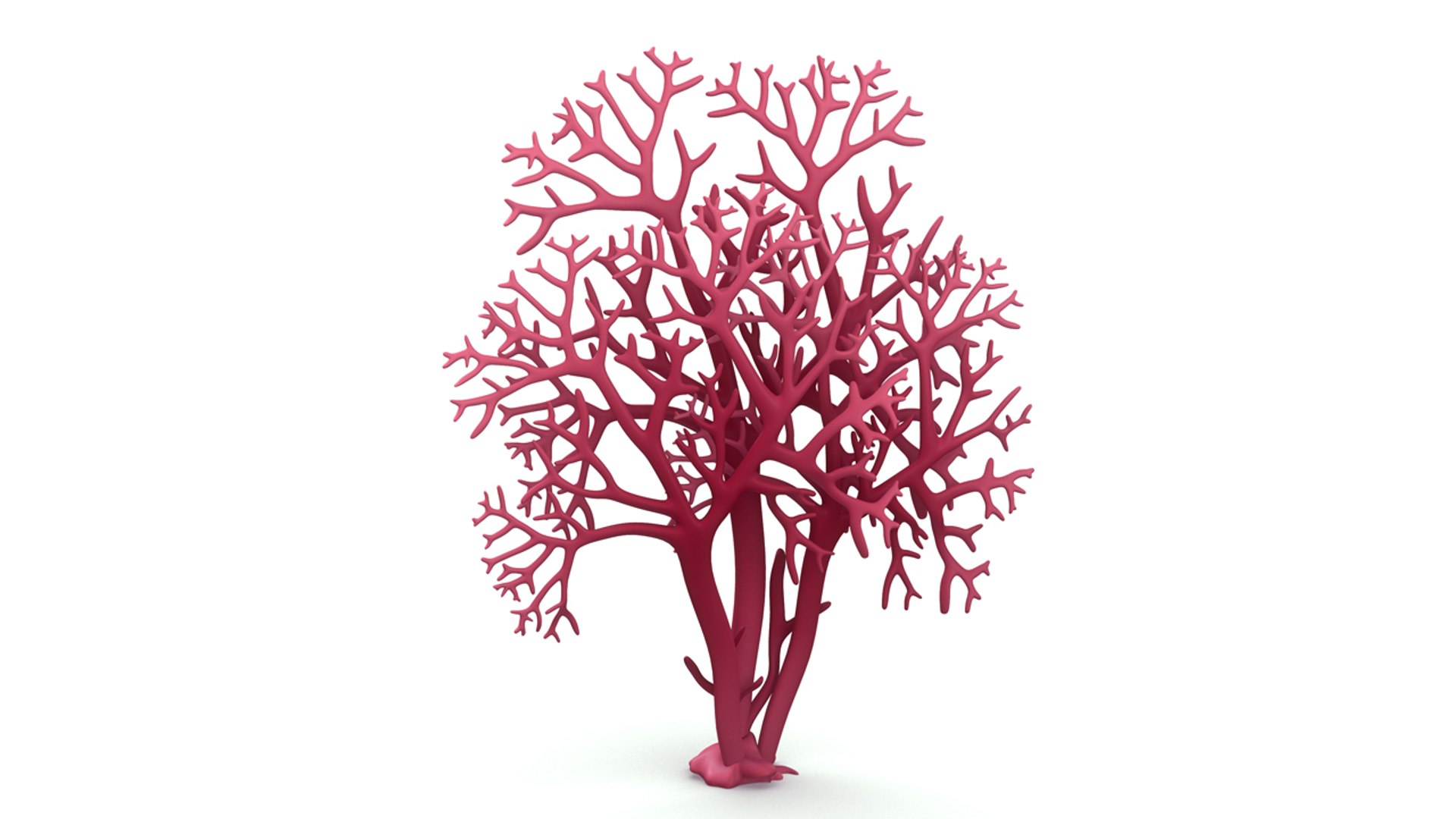 3d Red Algae Agarophyte Model