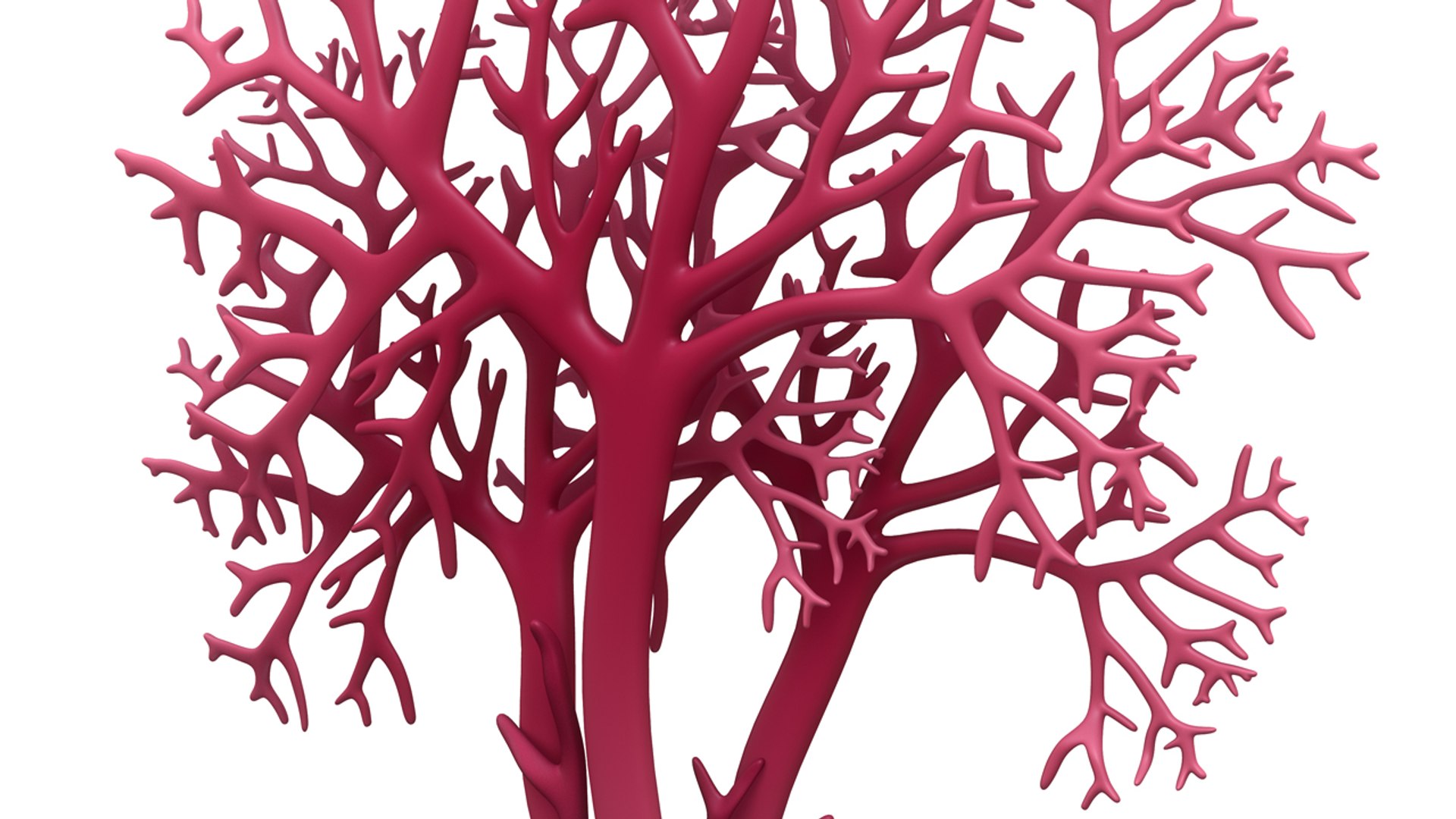 3d Red Algae Agarophyte Model