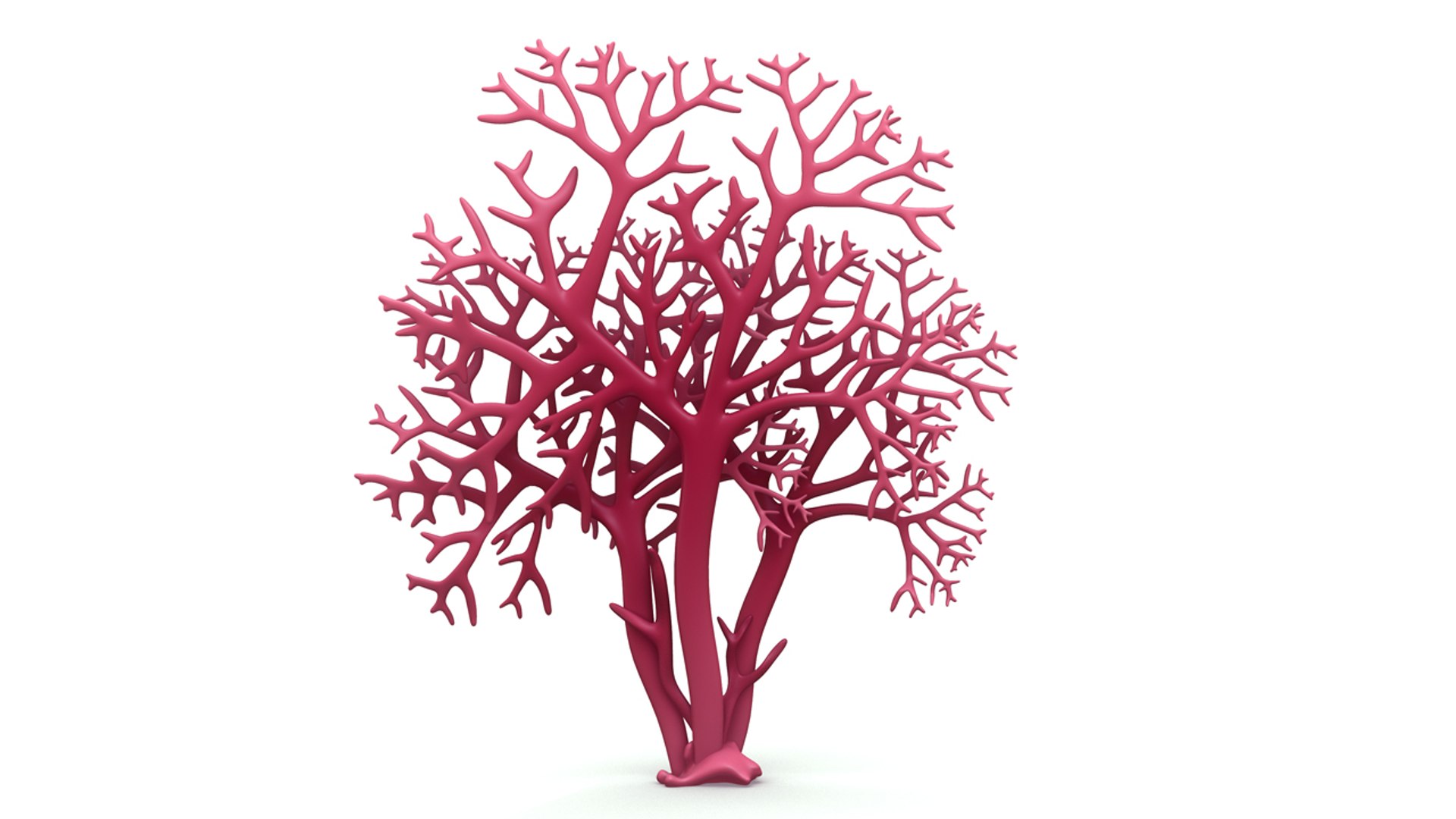 3d Red Algae Agarophyte Model