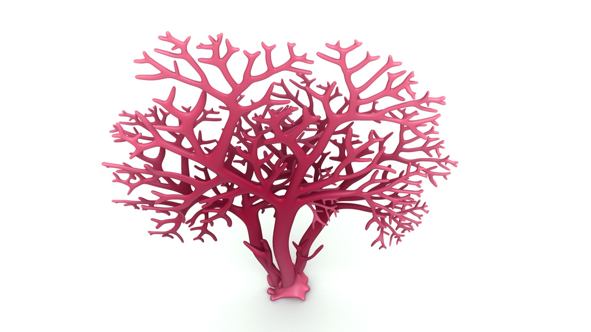 3d Red Algae Agarophyte Model