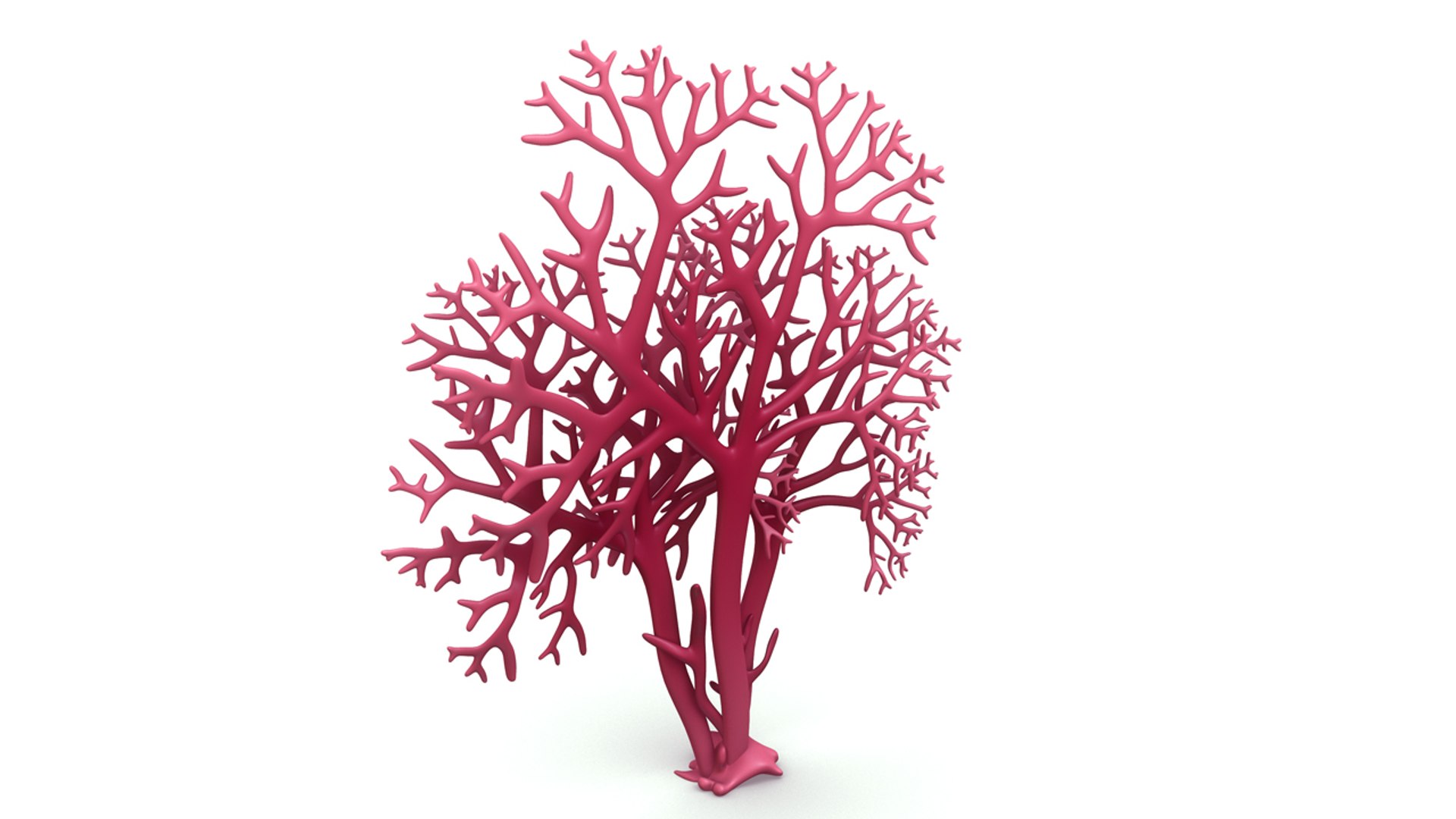 3d Red Algae Agarophyte Model