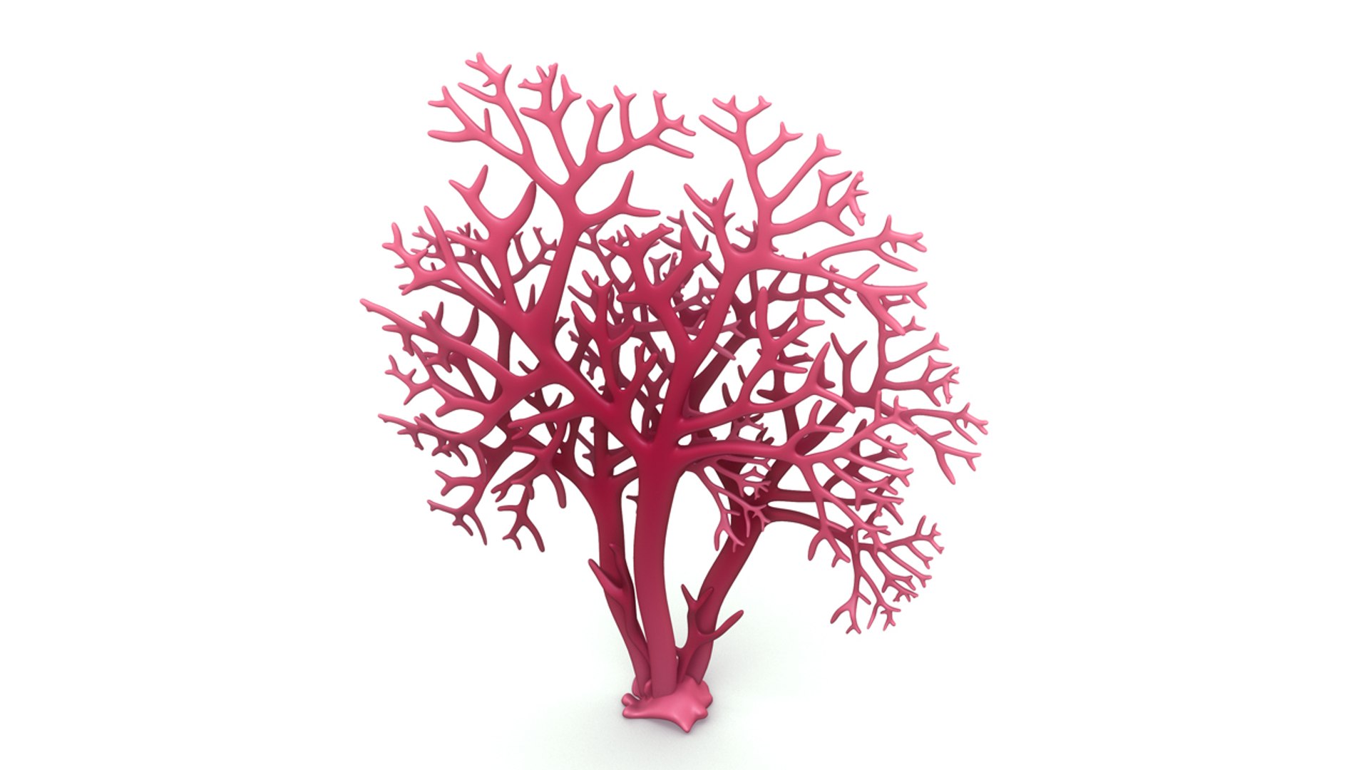 3d Red Algae Agarophyte Model