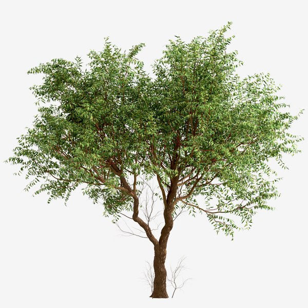 Set of Salix Matsudana Tortuosa or Corkscrew Willow Trees - 3 Trees ...