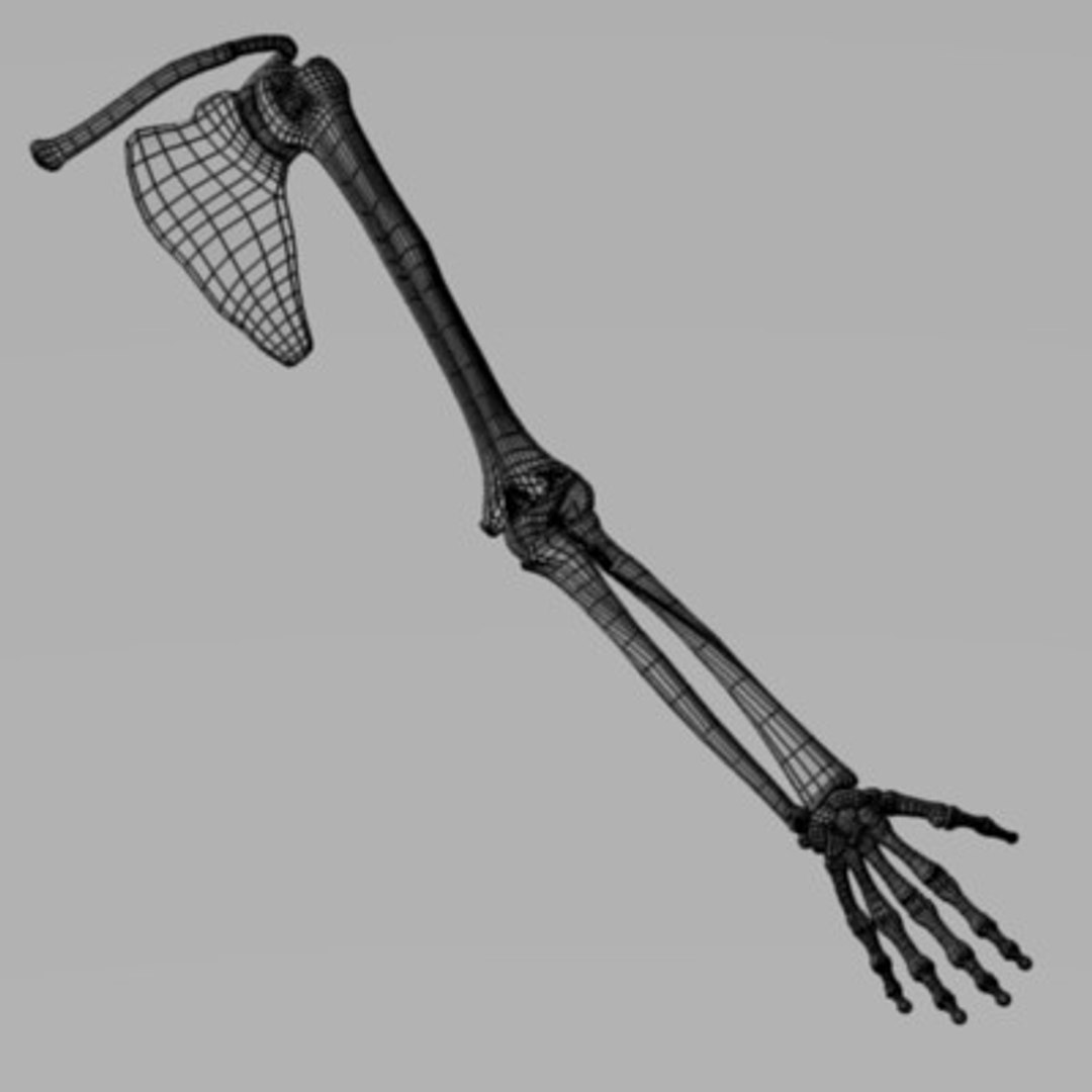 3d Human Arm Bones