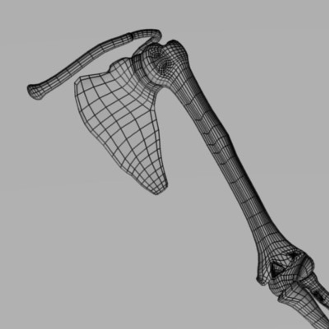 3d Human Arm Bones