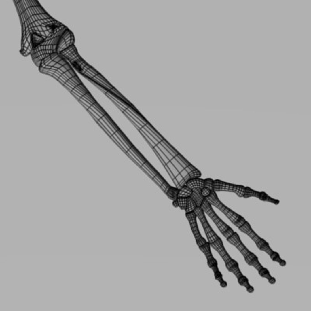 3d Human Arm Bones