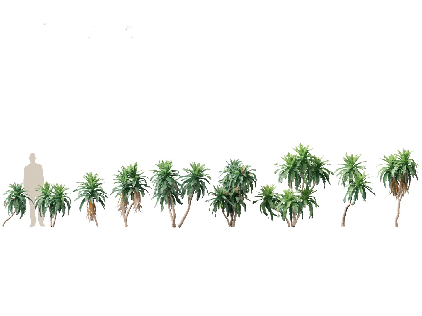 3D model Dracaena aletriformis - the large-leaved dragon tree ...