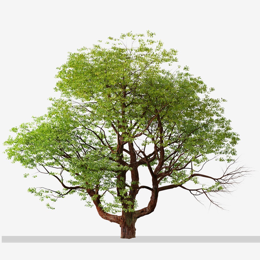 3D Model Set Of Chinese Stewartia Or Stewartia Sinensis Tree - 2 Trees ...