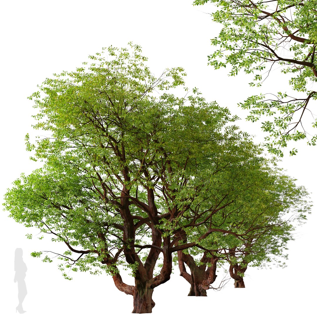 3D Model Set Of Chinese Stewartia Or Stewartia Sinensis Tree - 2 Trees ...