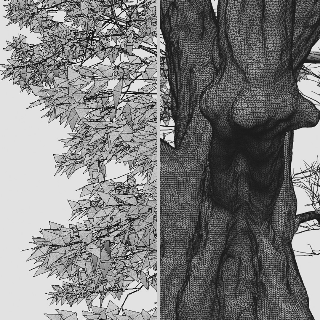 3D Model Set Of Chinese Stewartia Or Stewartia Sinensis Tree - 2 Trees ...