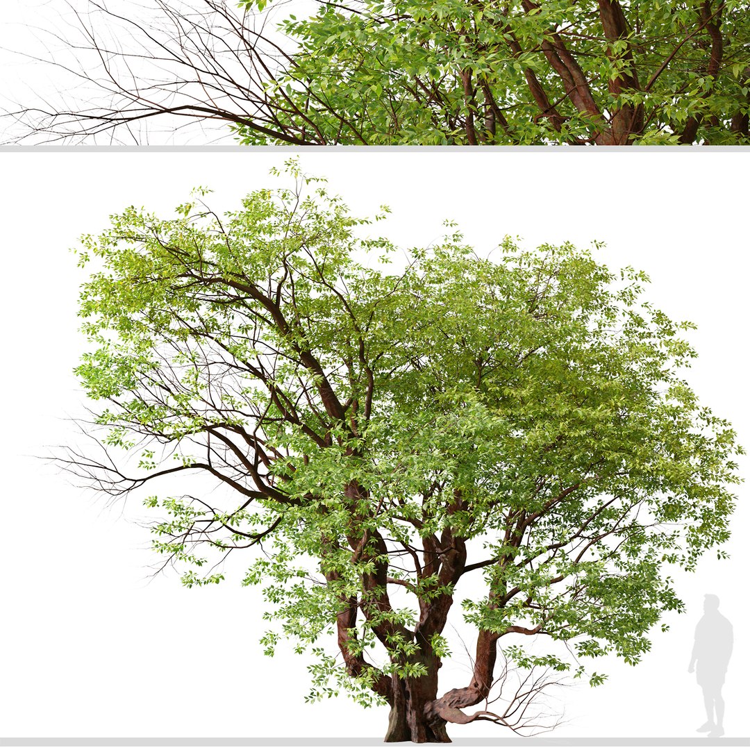 3D Model Set Of Chinese Stewartia Or Stewartia Sinensis Tree - 2 Trees ...