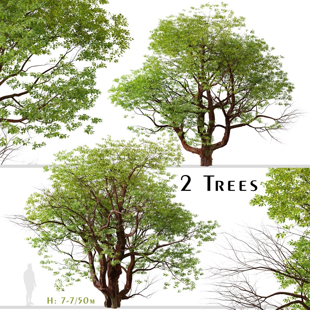 3D Model Set Of Chinese Stewartia Or Stewartia Sinensis Tree - 2 Trees ...