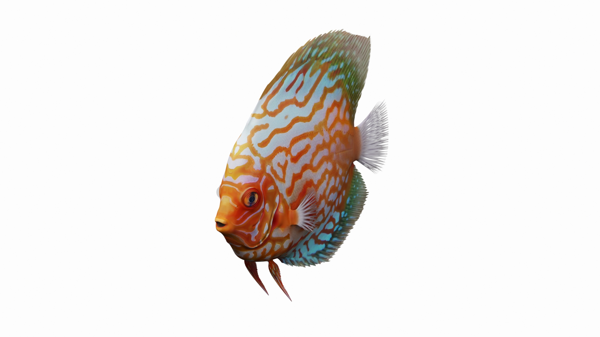 3D Discus Fish Aquatic Creature - TurboSquid 2323175