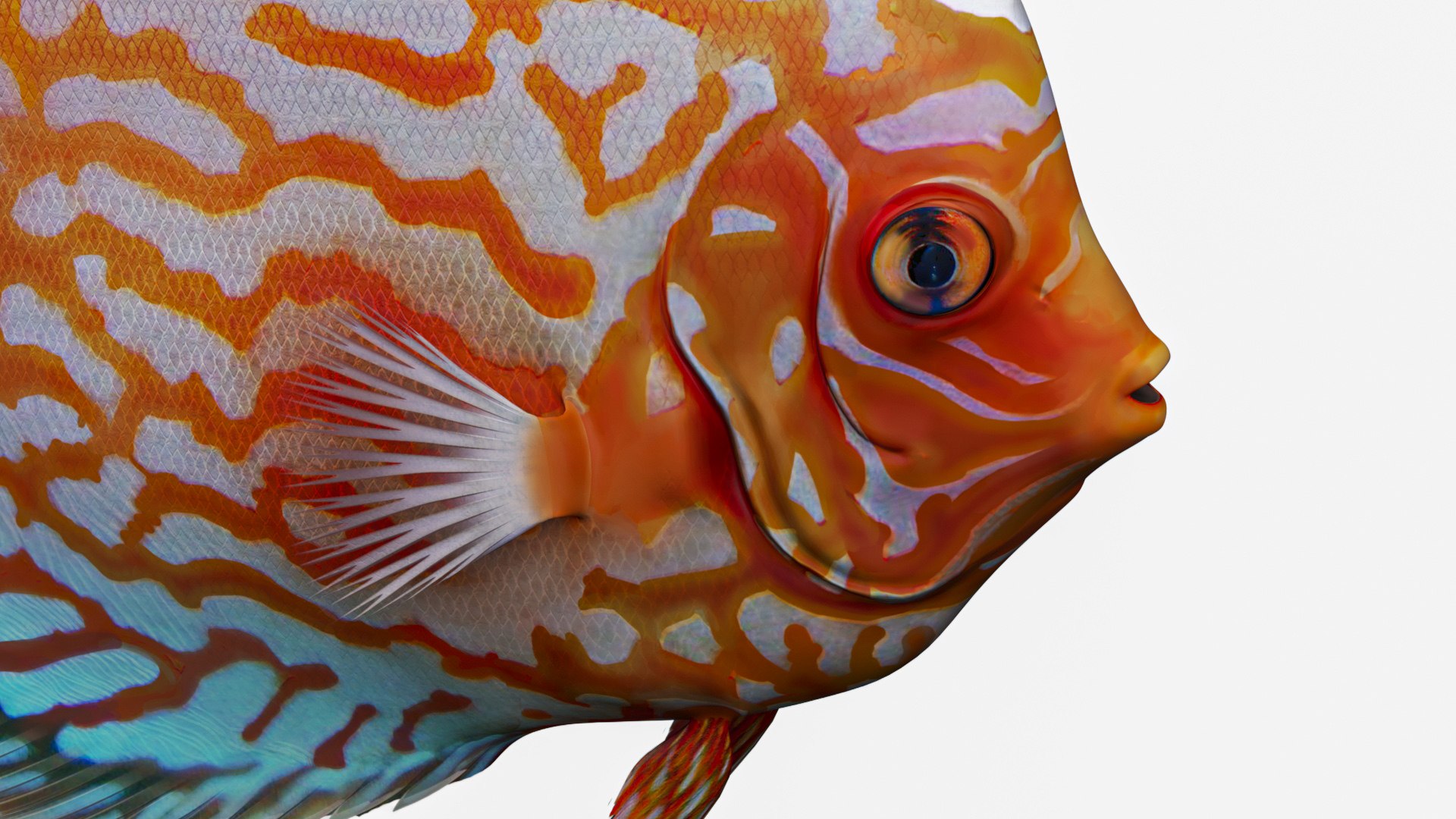 3D Discus Fish Aquatic Creature - TurboSquid 2323175