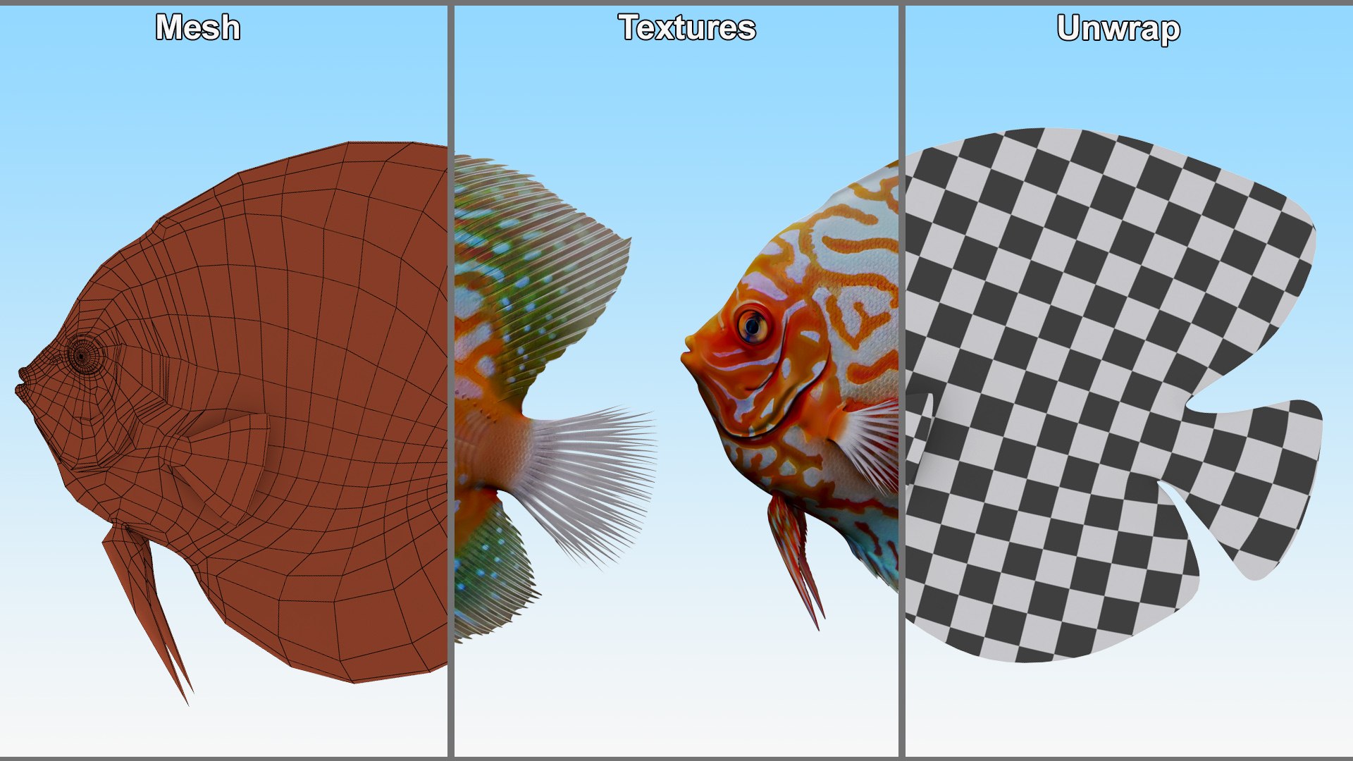 3D Discus Fish Aquatic Creature - TurboSquid 2323175