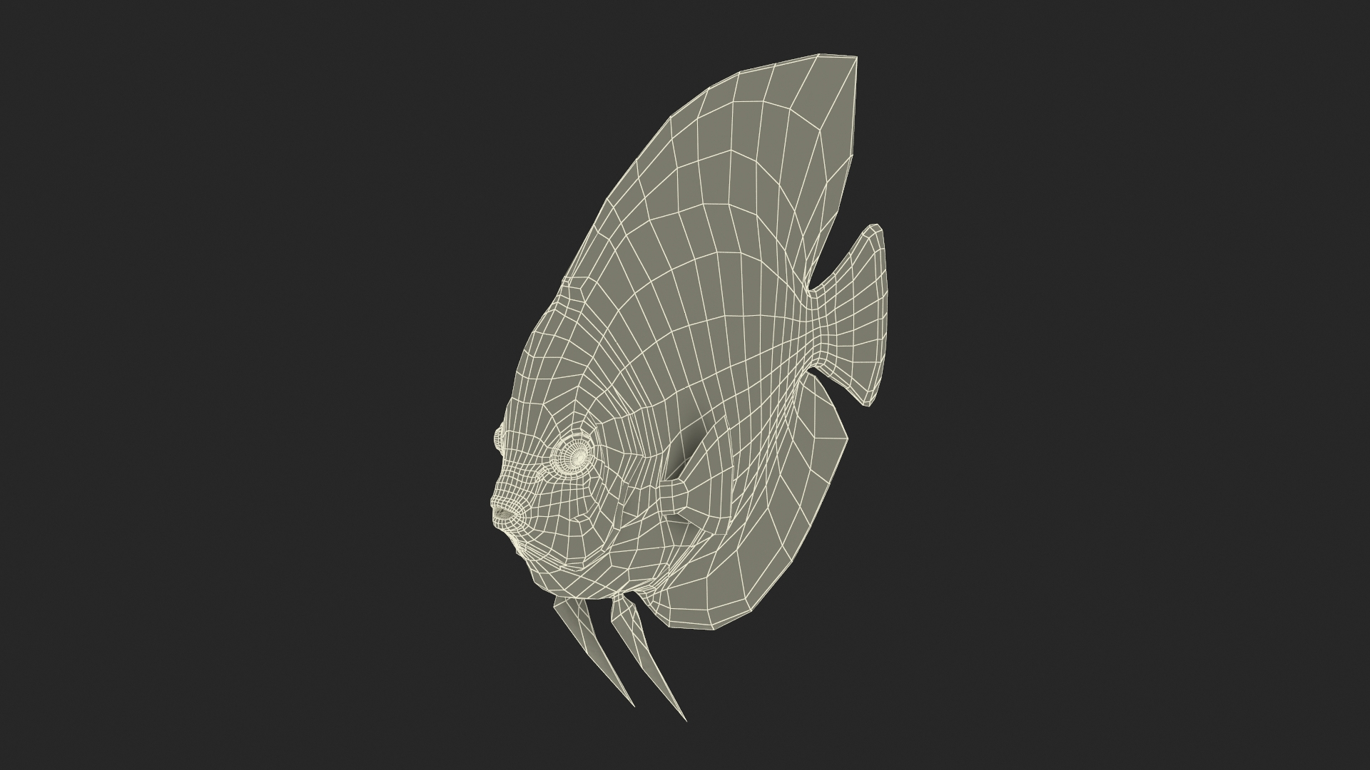3D Discus Fish Aquatic Creature - TurboSquid 2323175