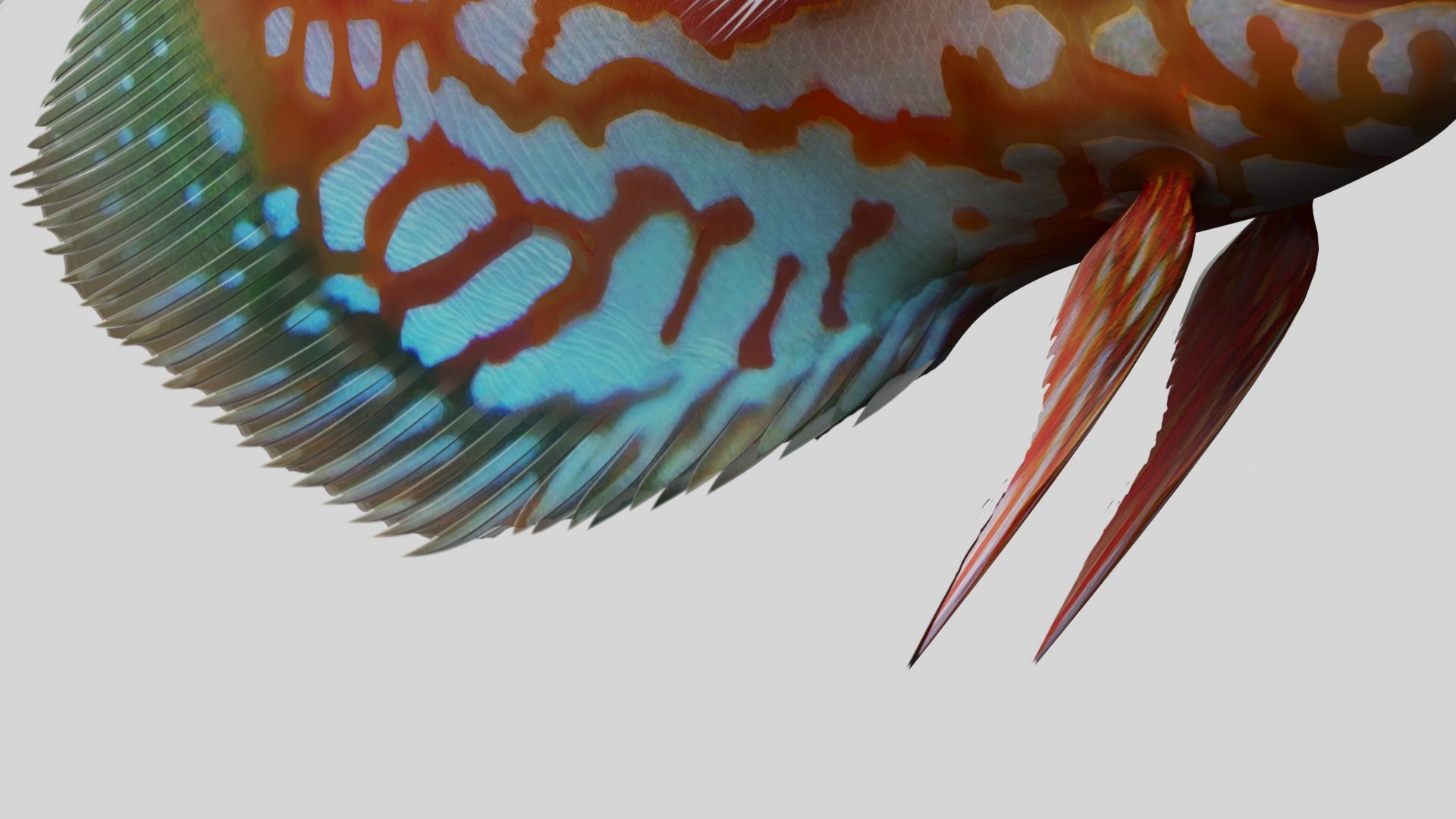3D Discus Fish Aquatic Creature - TurboSquid 2323175