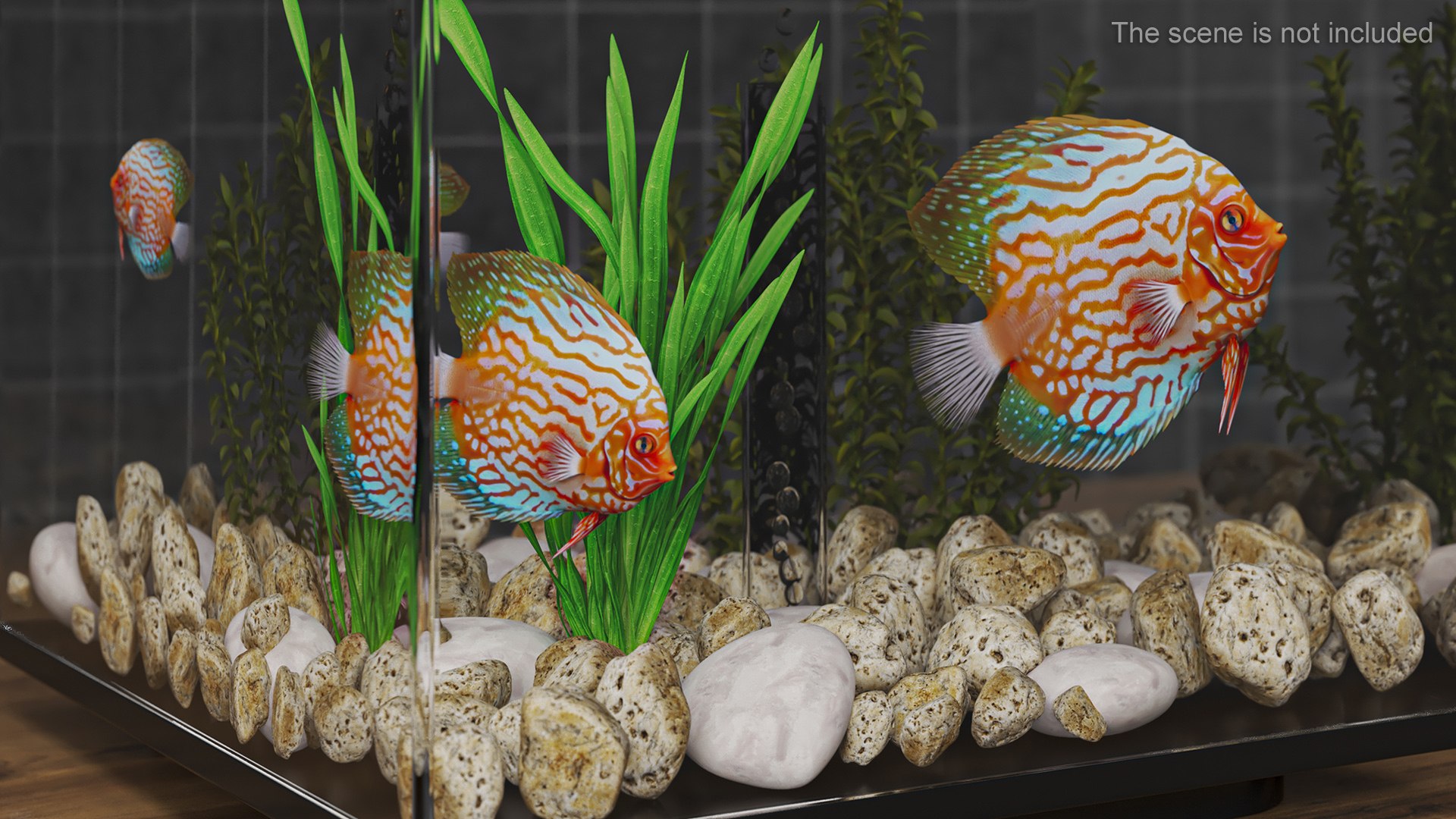 3D Discus Fish Aquatic Creature - TurboSquid 2323175