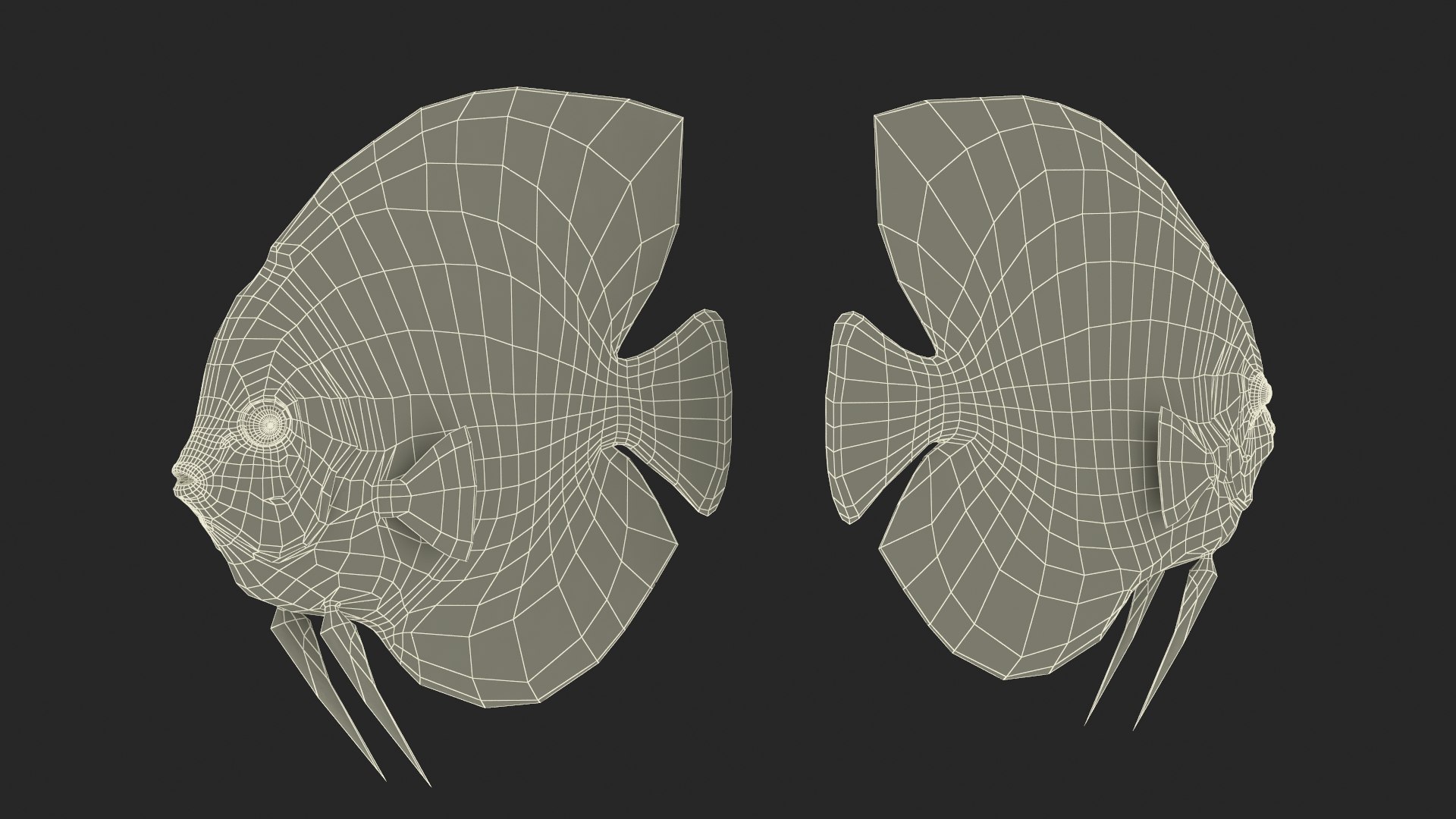 3D Discus Fish Aquatic Creature - TurboSquid 2323175