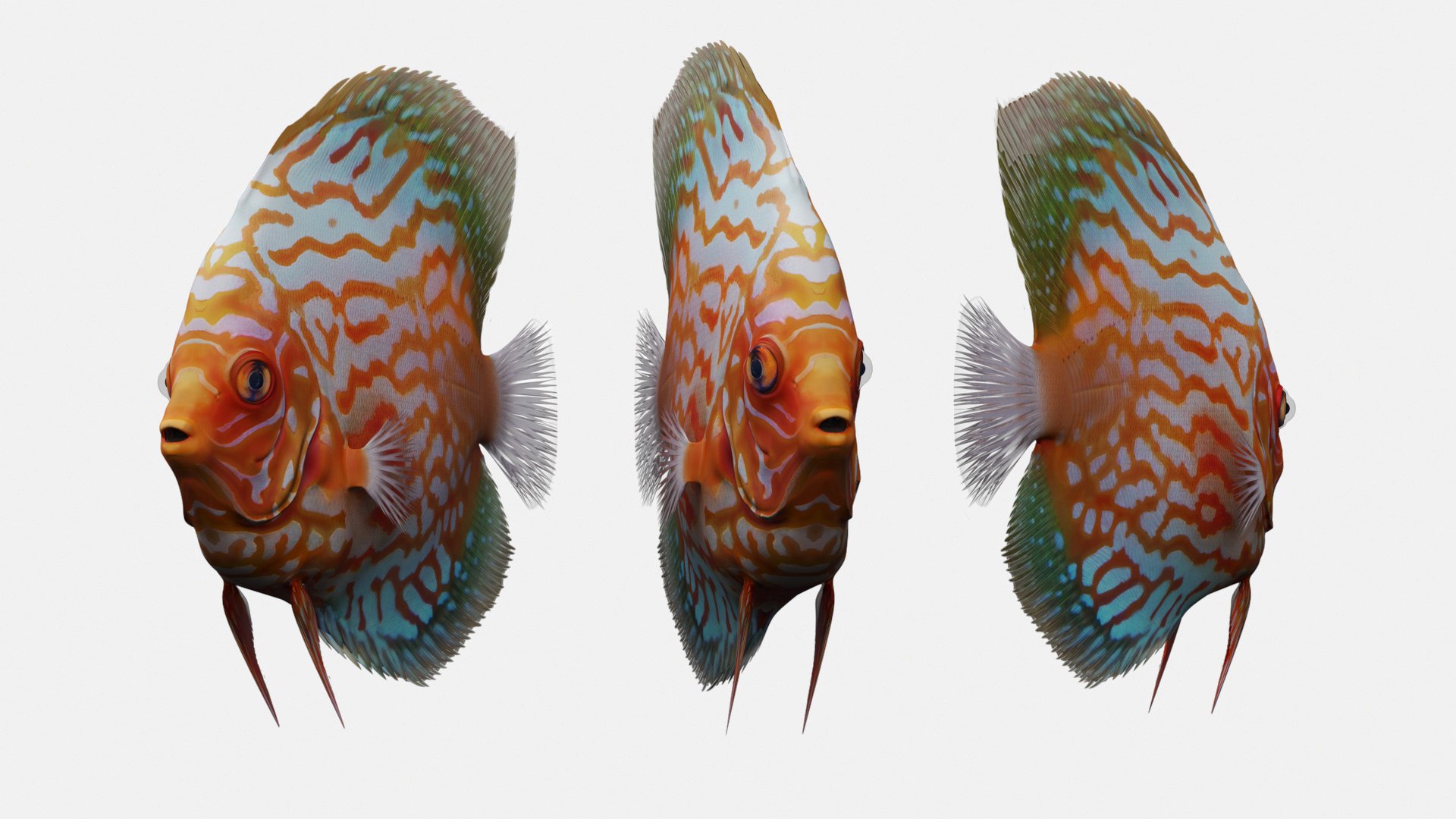 3D Discus Fish Aquatic Creature - TurboSquid 2323175