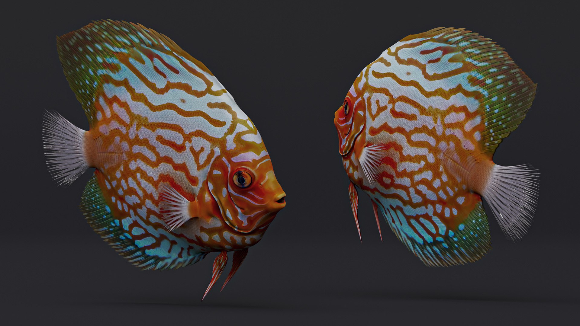3D Discus Fish Aquatic Creature - TurboSquid 2323175