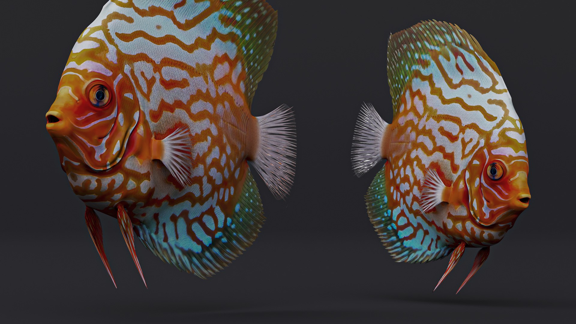 3D Discus Fish Aquatic Creature - TurboSquid 2323175