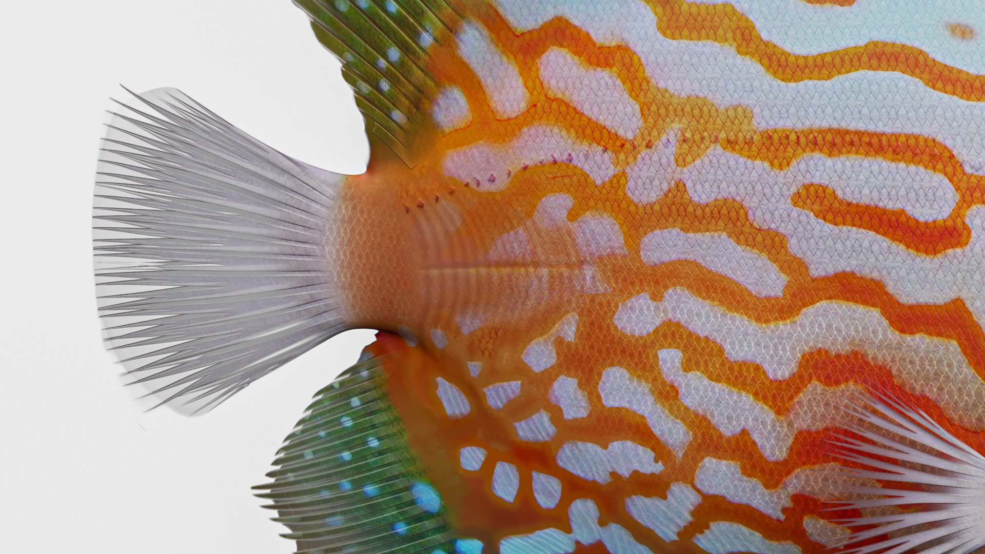 3D Discus Fish Aquatic Creature - TurboSquid 2323175
