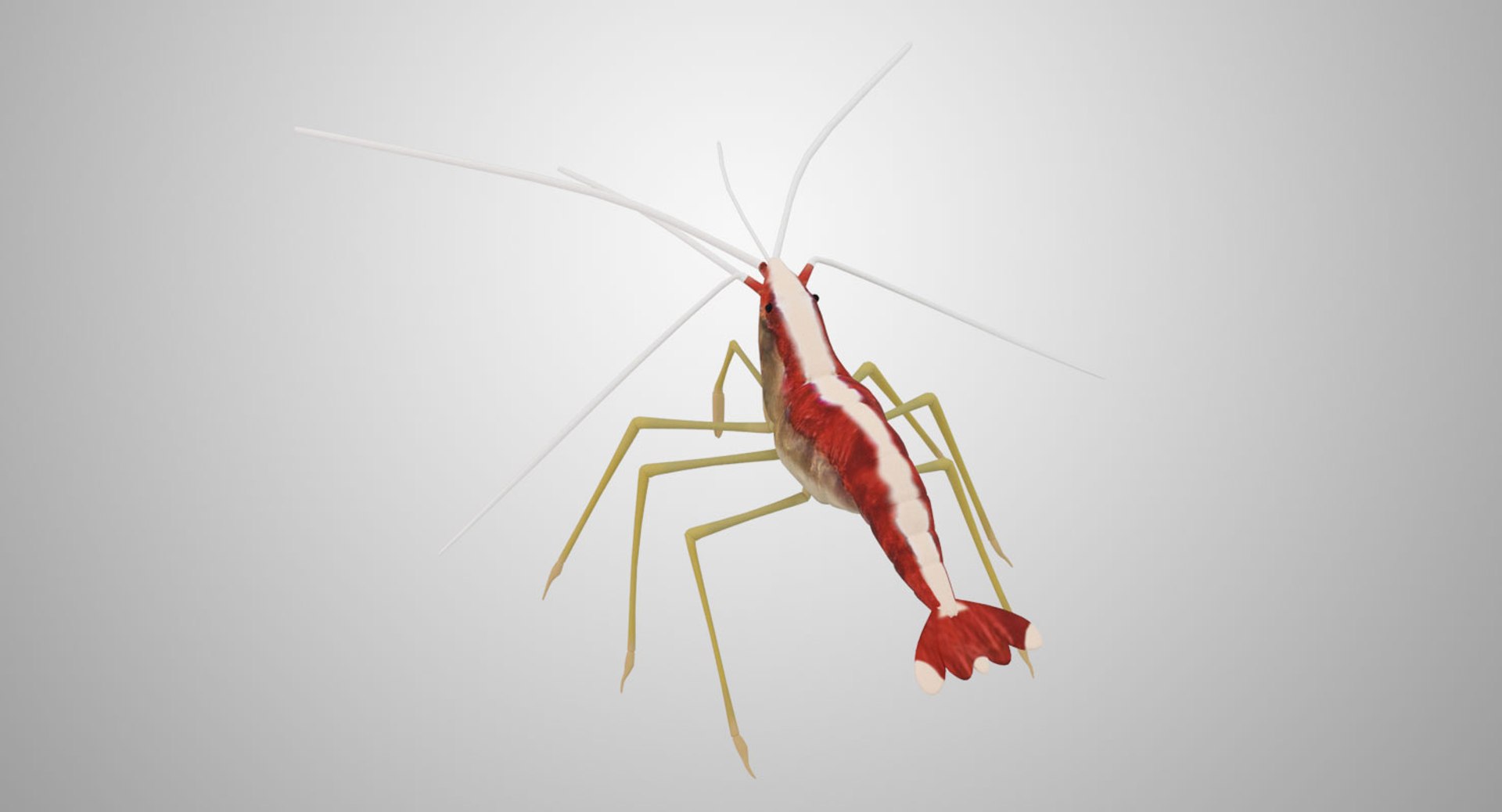 Cleaner Shrimp 3d Model