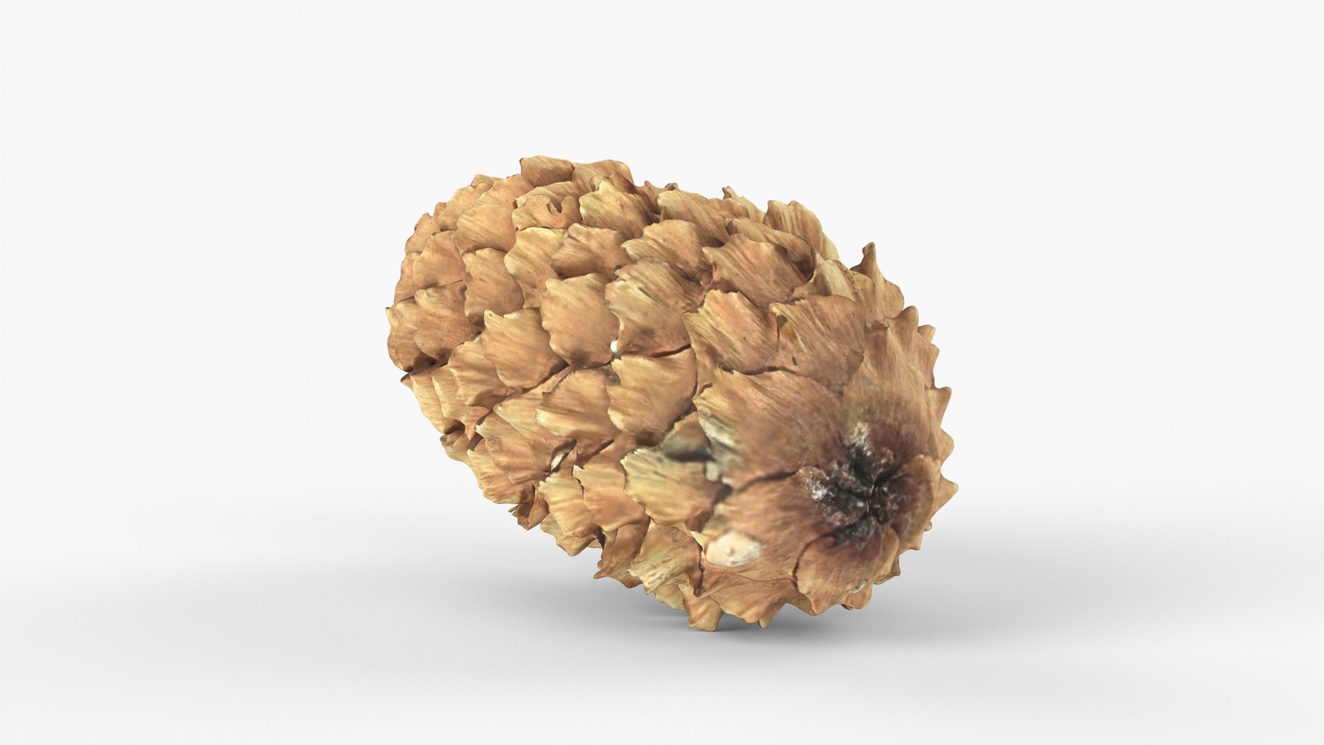 3D Photorealistic 3D Scan Of Pine Cone Model - TurboSquid 2385101
