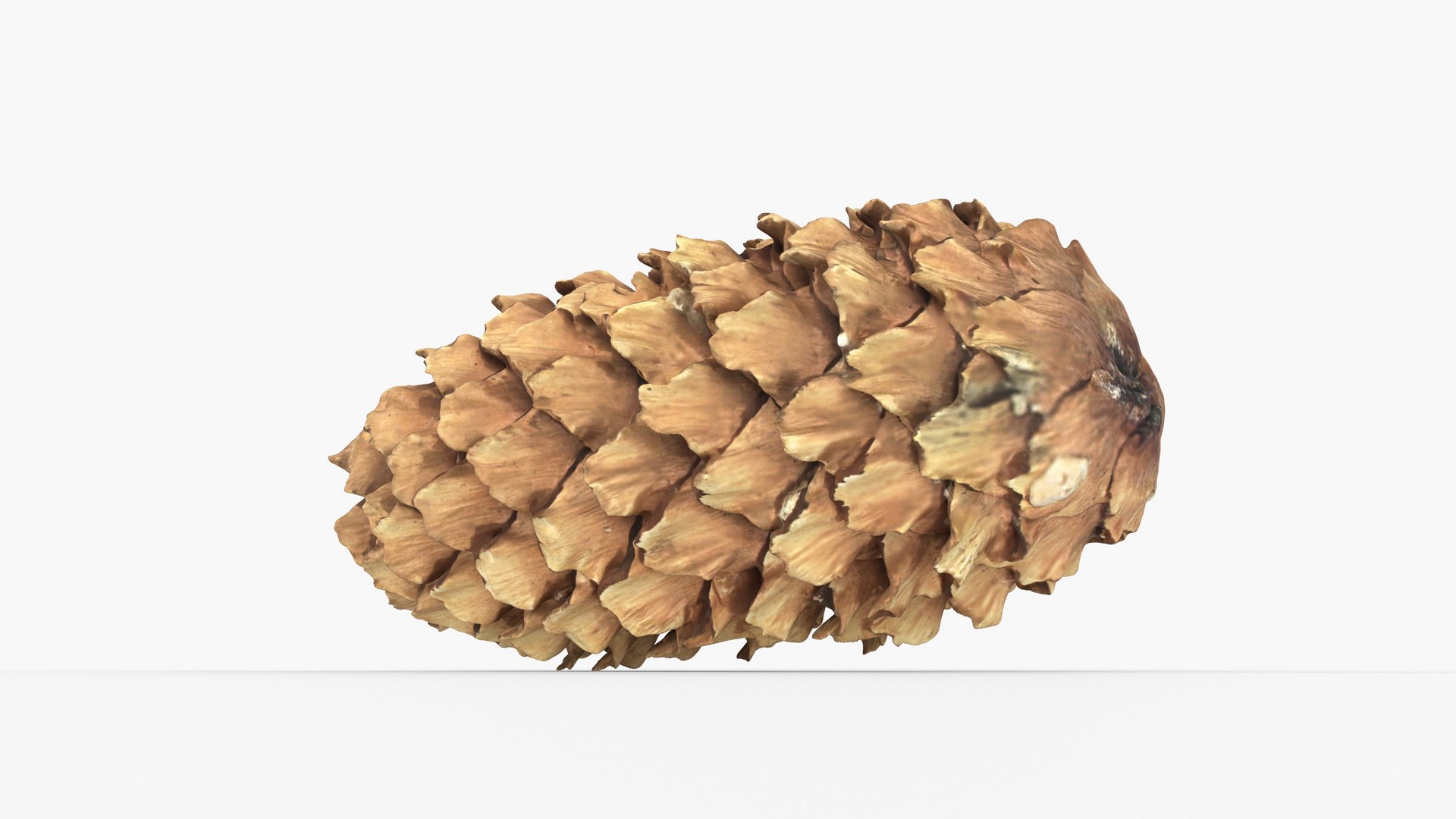 3D Photorealistic 3D Scan Of Pine Cone Model - TurboSquid 2385101
