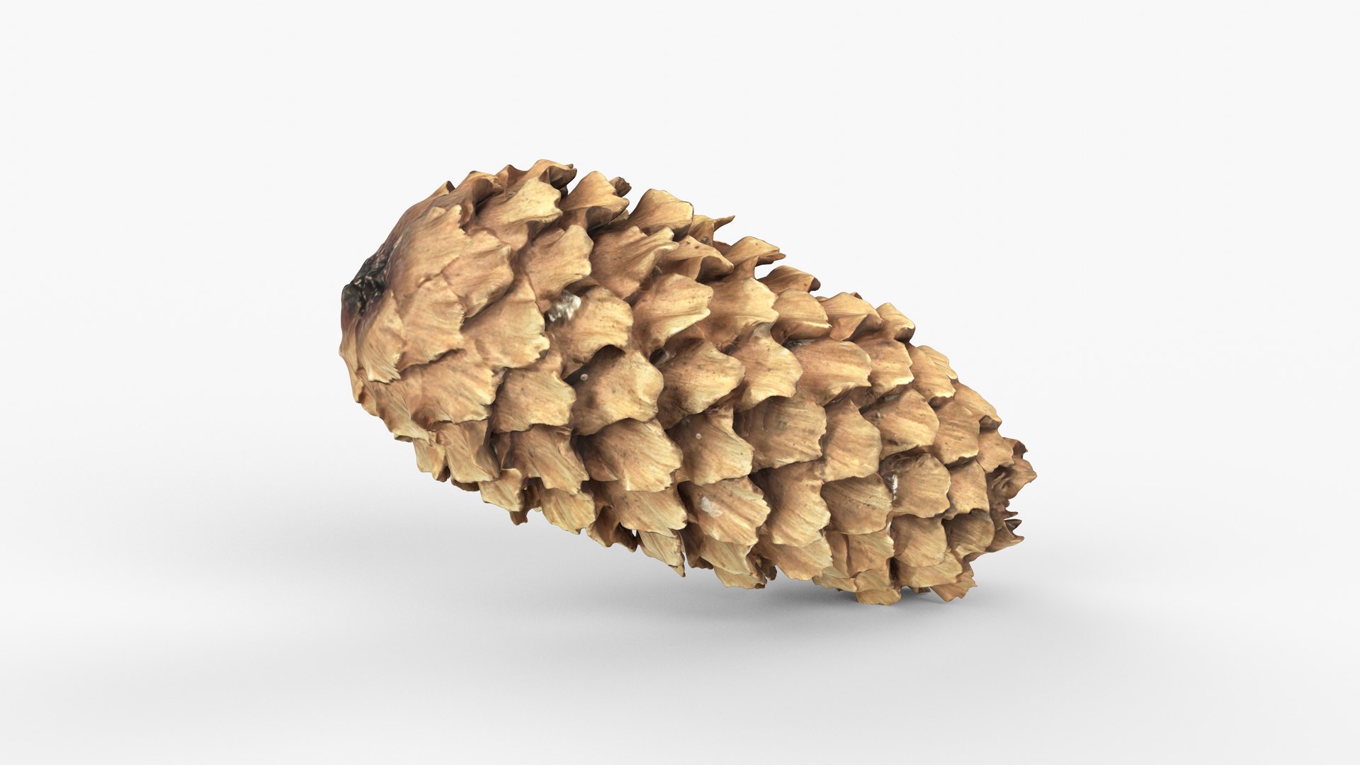 3D Photorealistic 3D Scan Of Pine Cone Model - TurboSquid 2385101