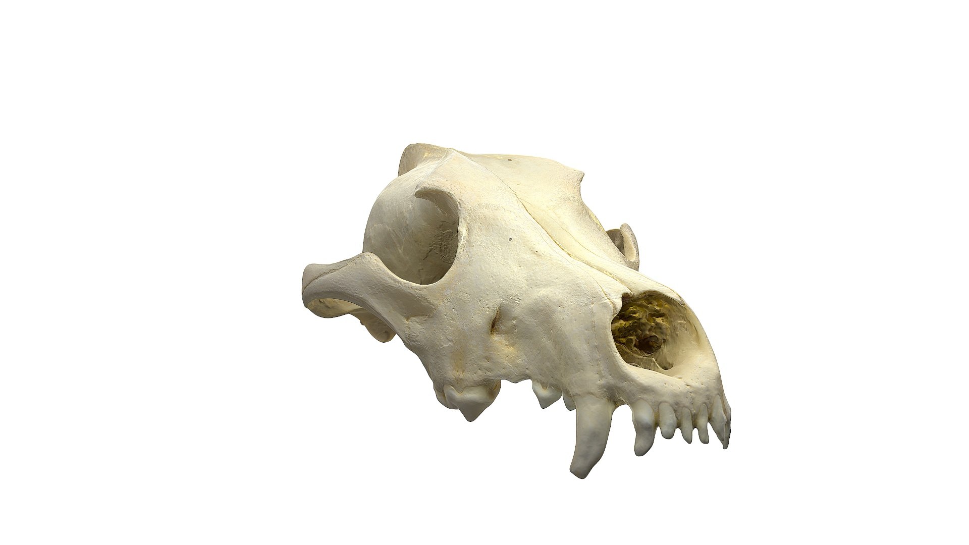 wolf skeleton head