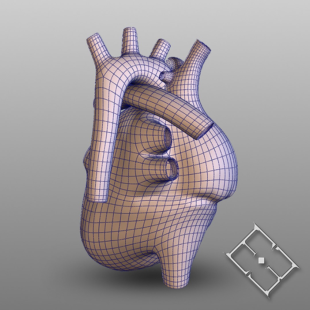 Human Heart 3d Model