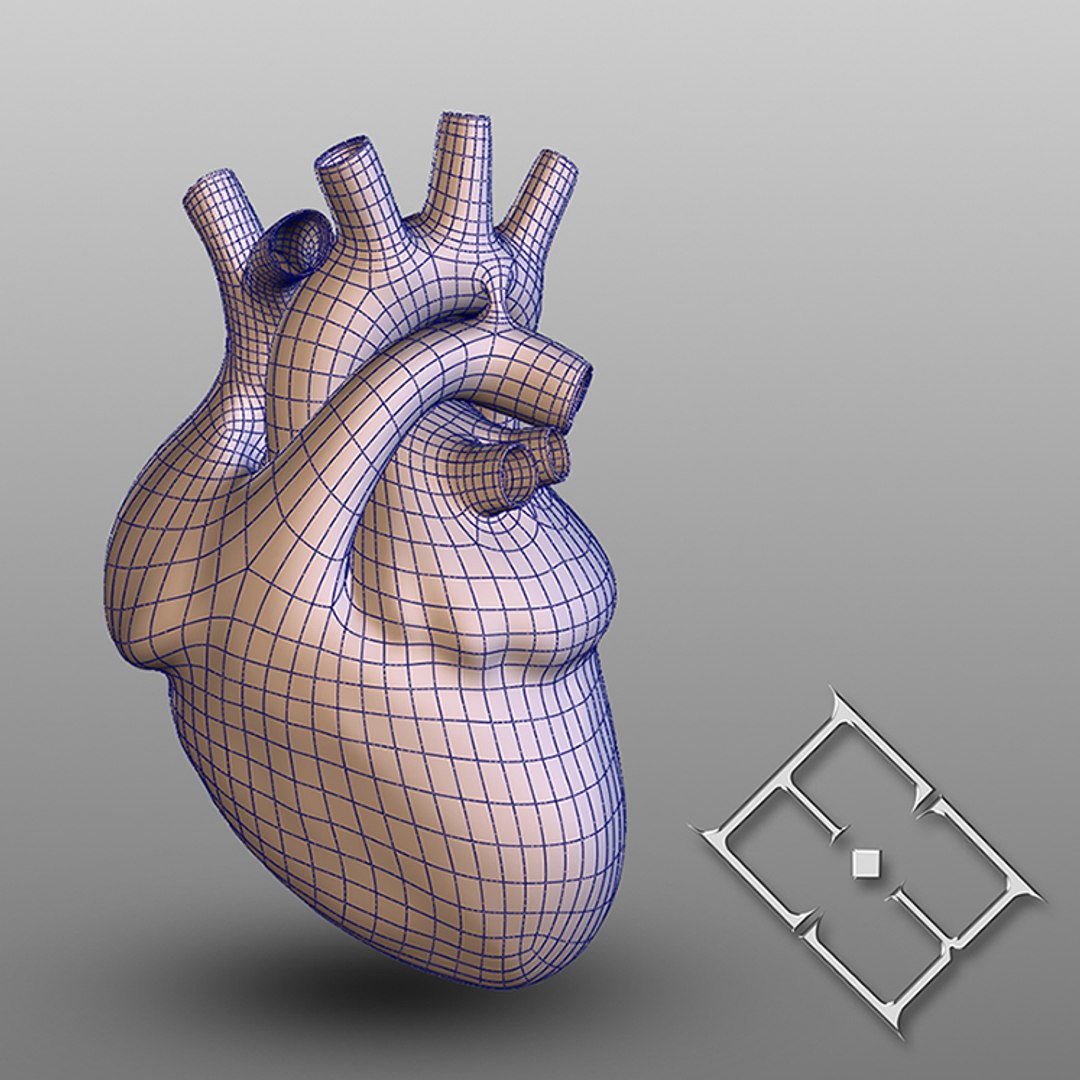 Human Heart 3d Model