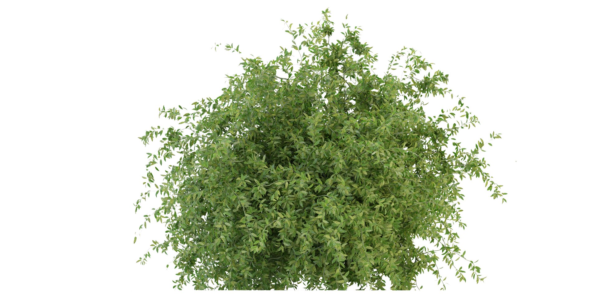 Collection Plant Vol 226 - Blender Model 3D Model - TurboSquid 2087037