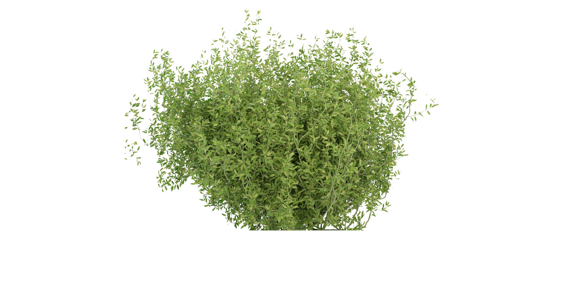 Collection plant vol 226 - blender model 3D model - TurboSquid 2087037