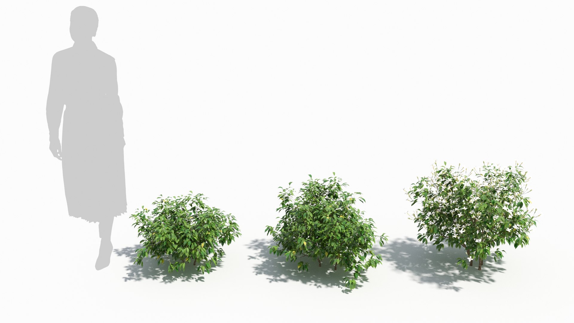 Ervatamia Tree 3D Model - TurboSquid 2025907