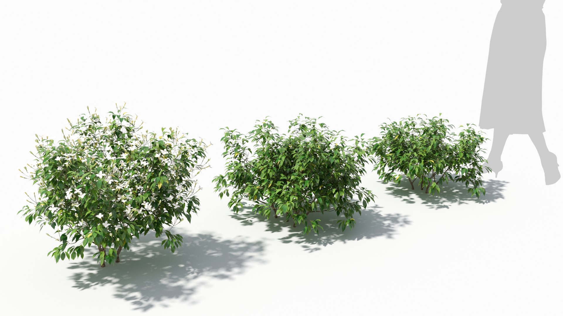 Ervatamia Tree 3D Model - TurboSquid 2025907