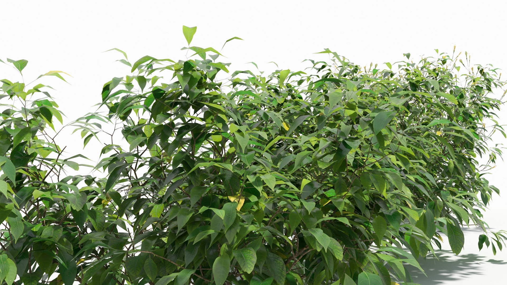 Ervatamia Tree 3D Model - TurboSquid 2025907