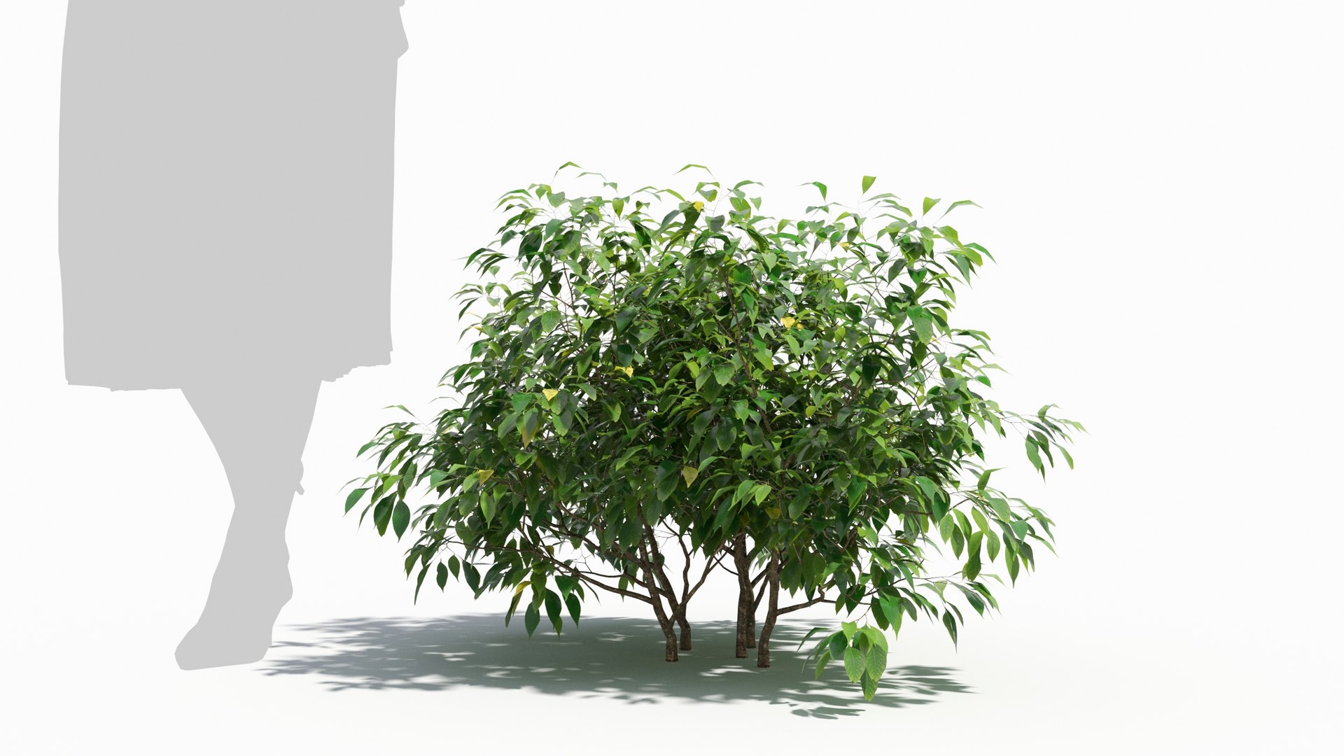 Ervatamia Tree 3D Model - TurboSquid 2025907