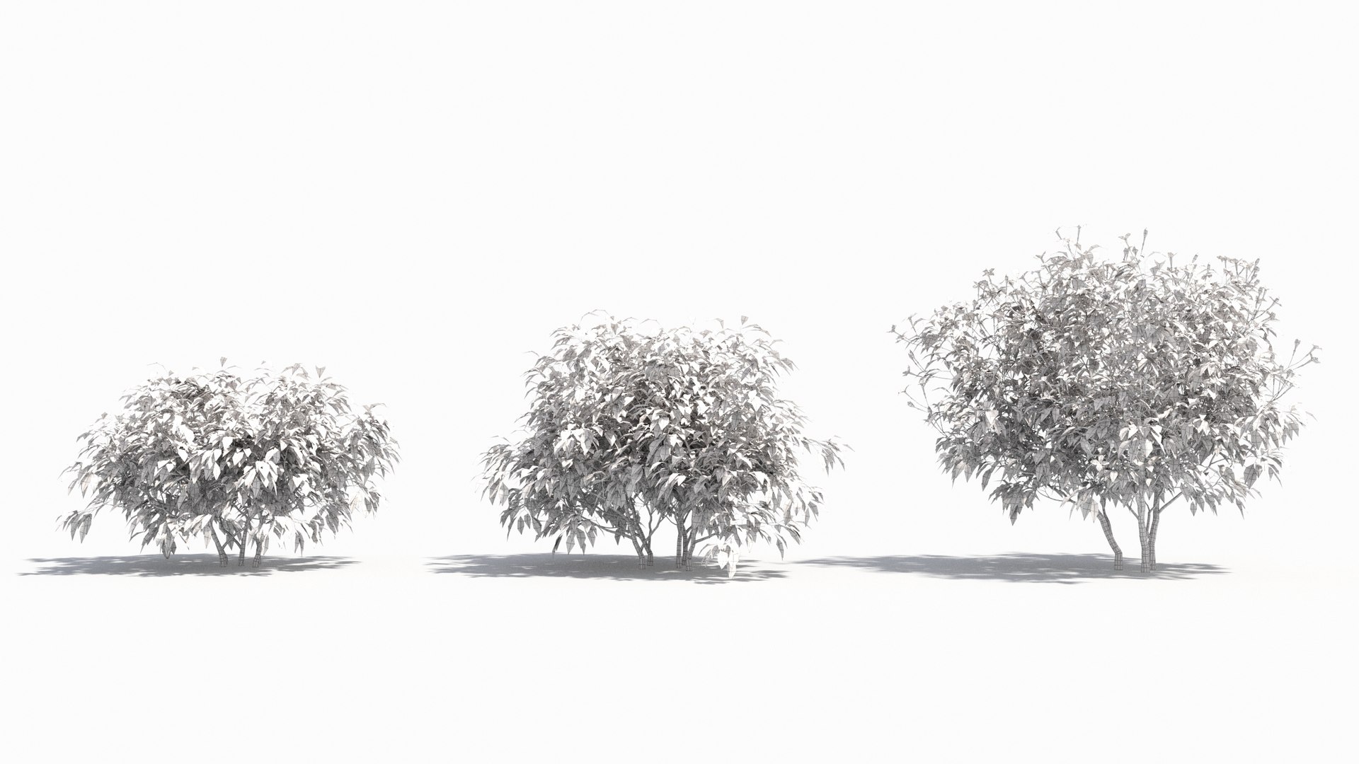 Ervatamia Tree 3D Model - TurboSquid 2025907