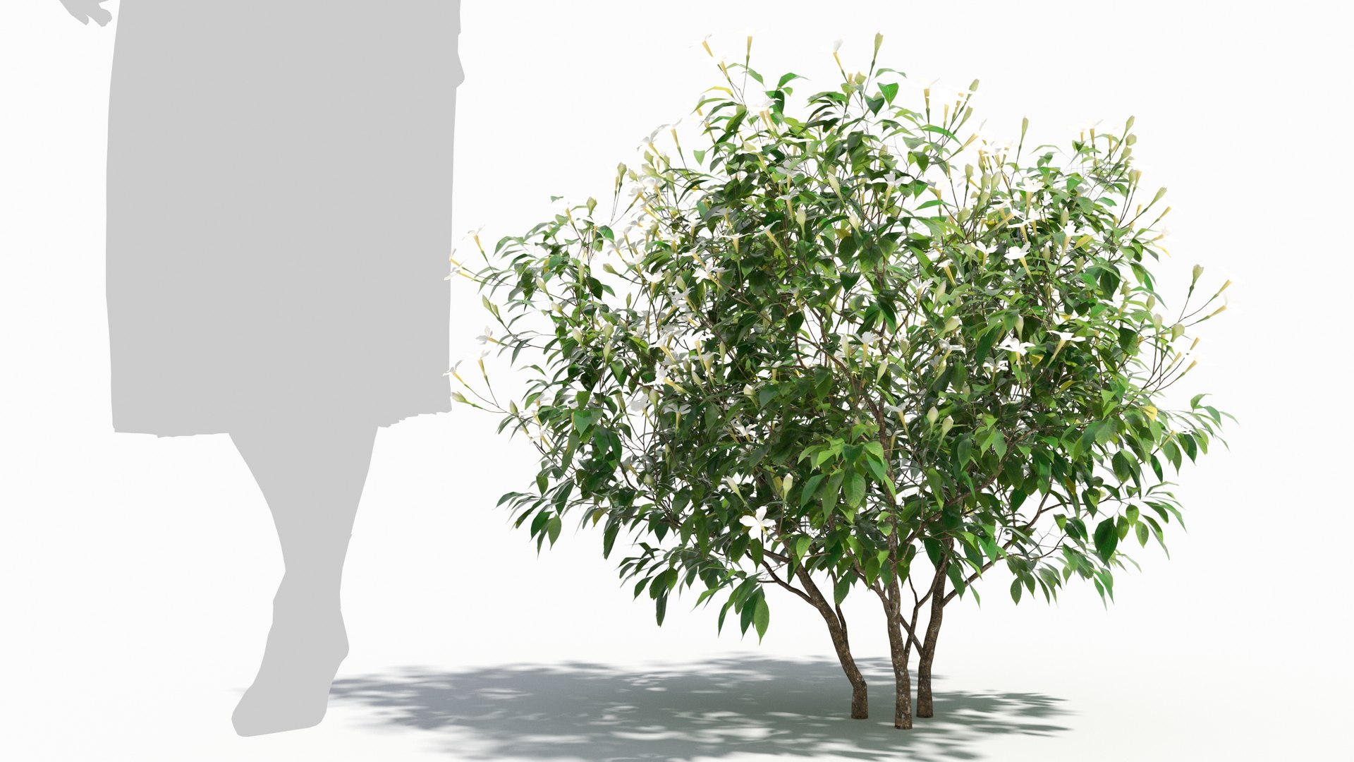 Ervatamia Tree 3D Model - TurboSquid 2025907