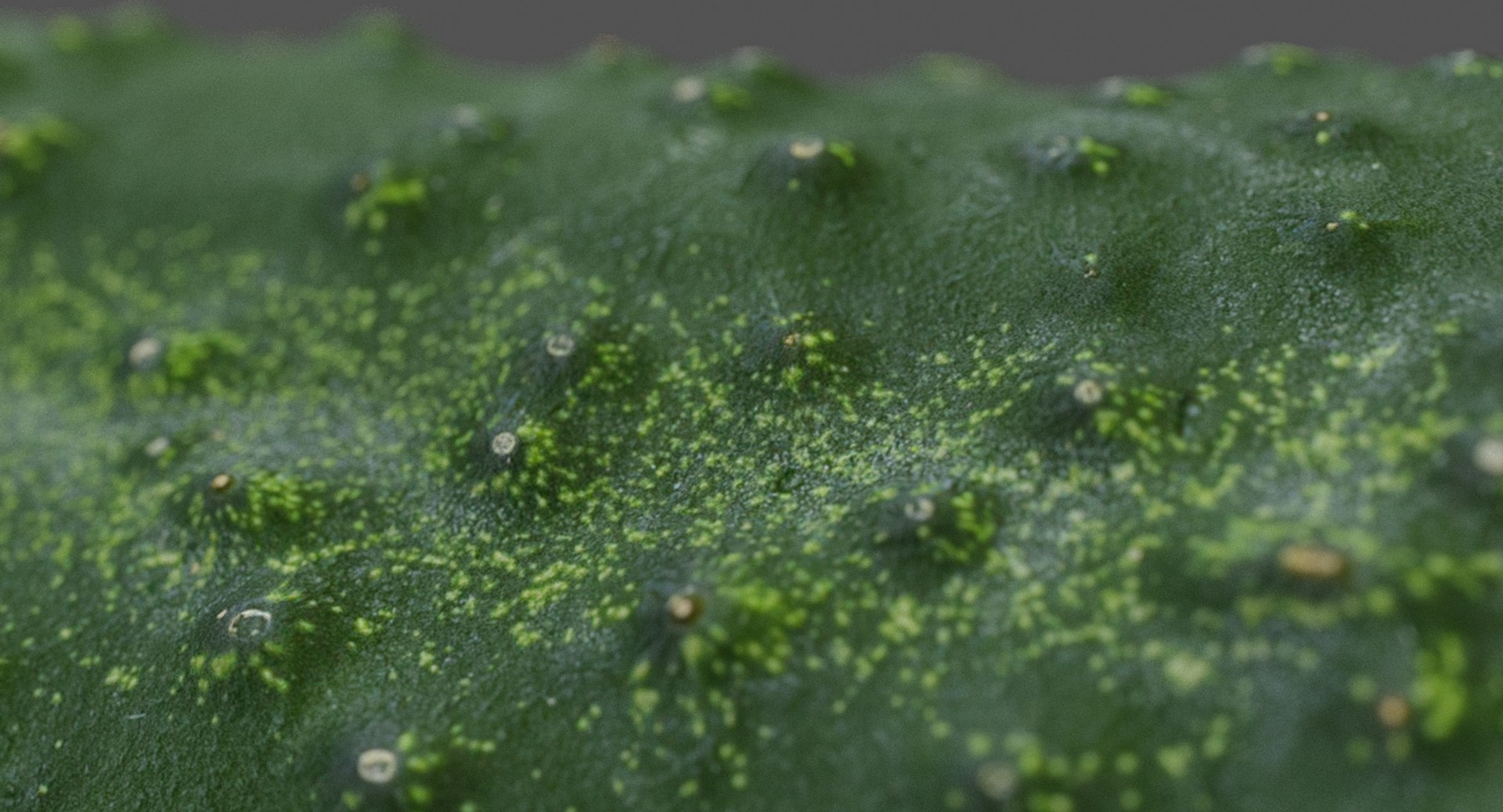 3D Realistic Cucumber Model - TurboSquid 1190230
