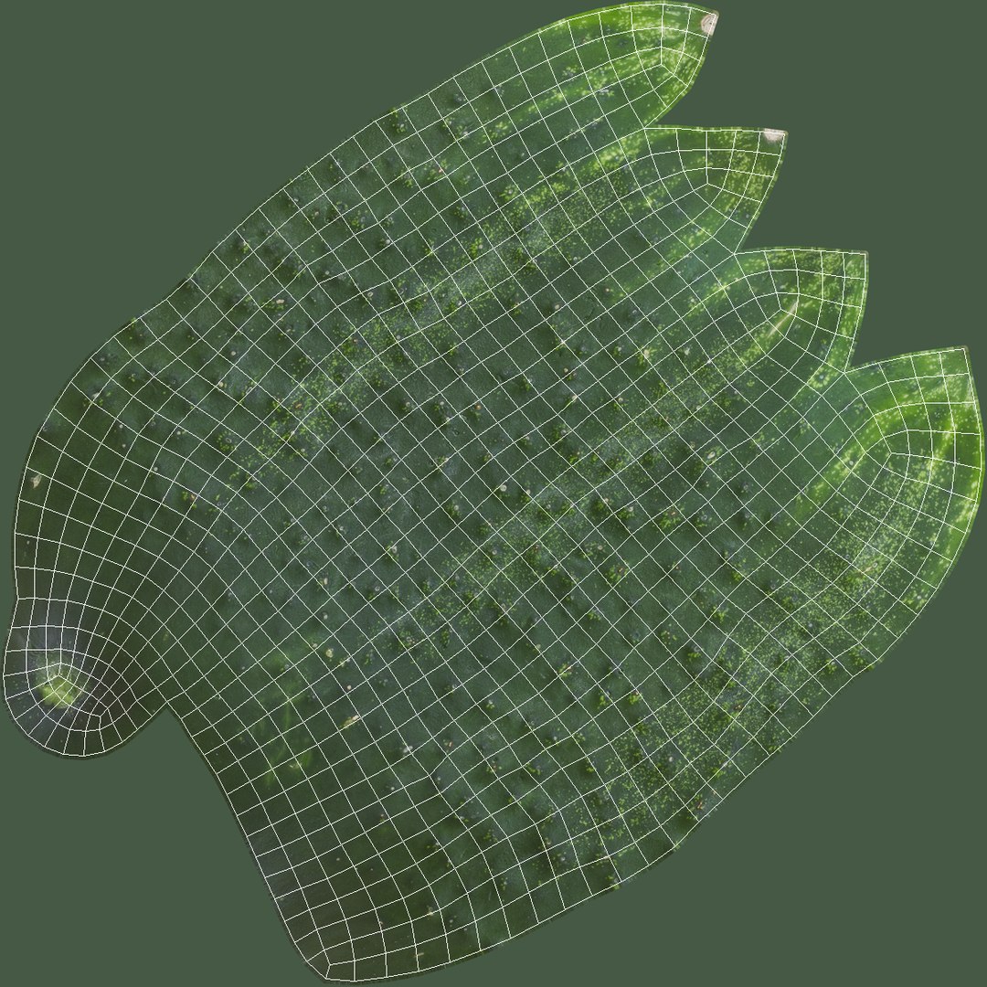 3D Realistic Cucumber Model - TurboSquid 1190230