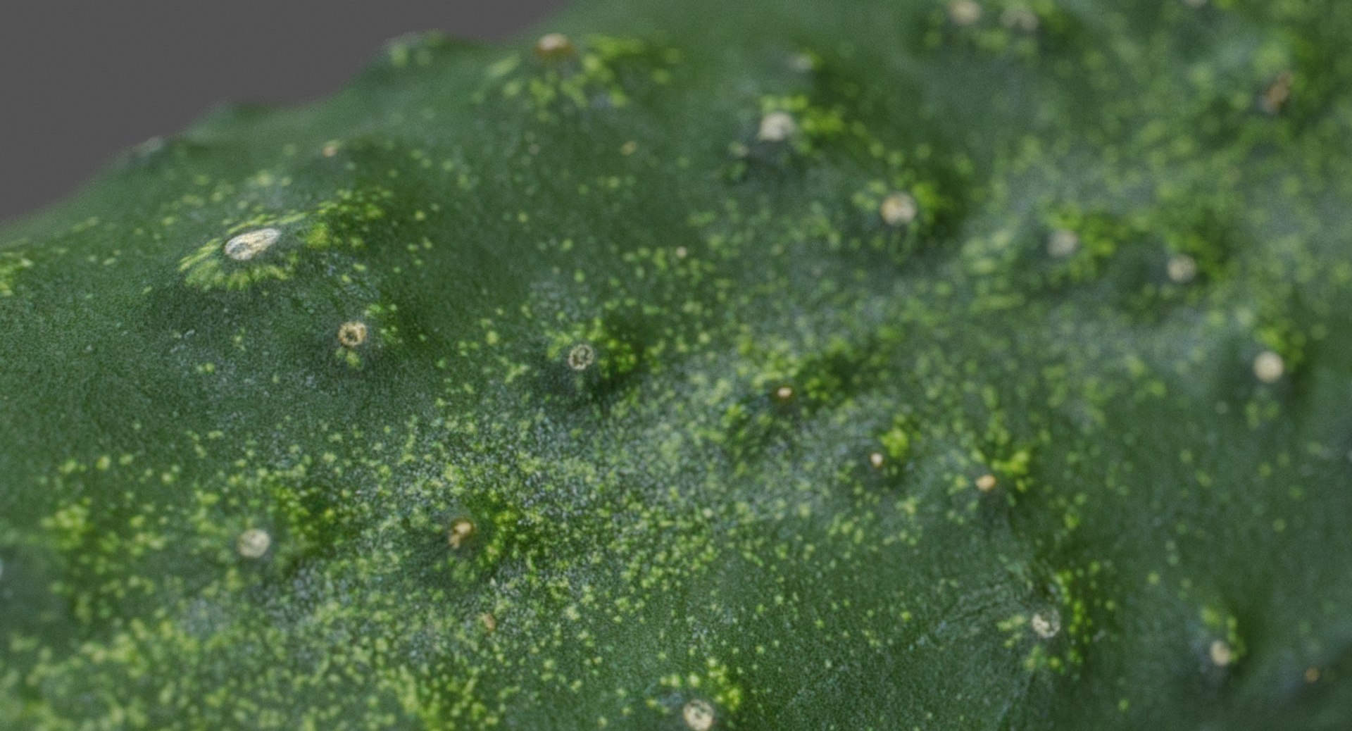 3D Realistic Cucumber Model - TurboSquid 1190230