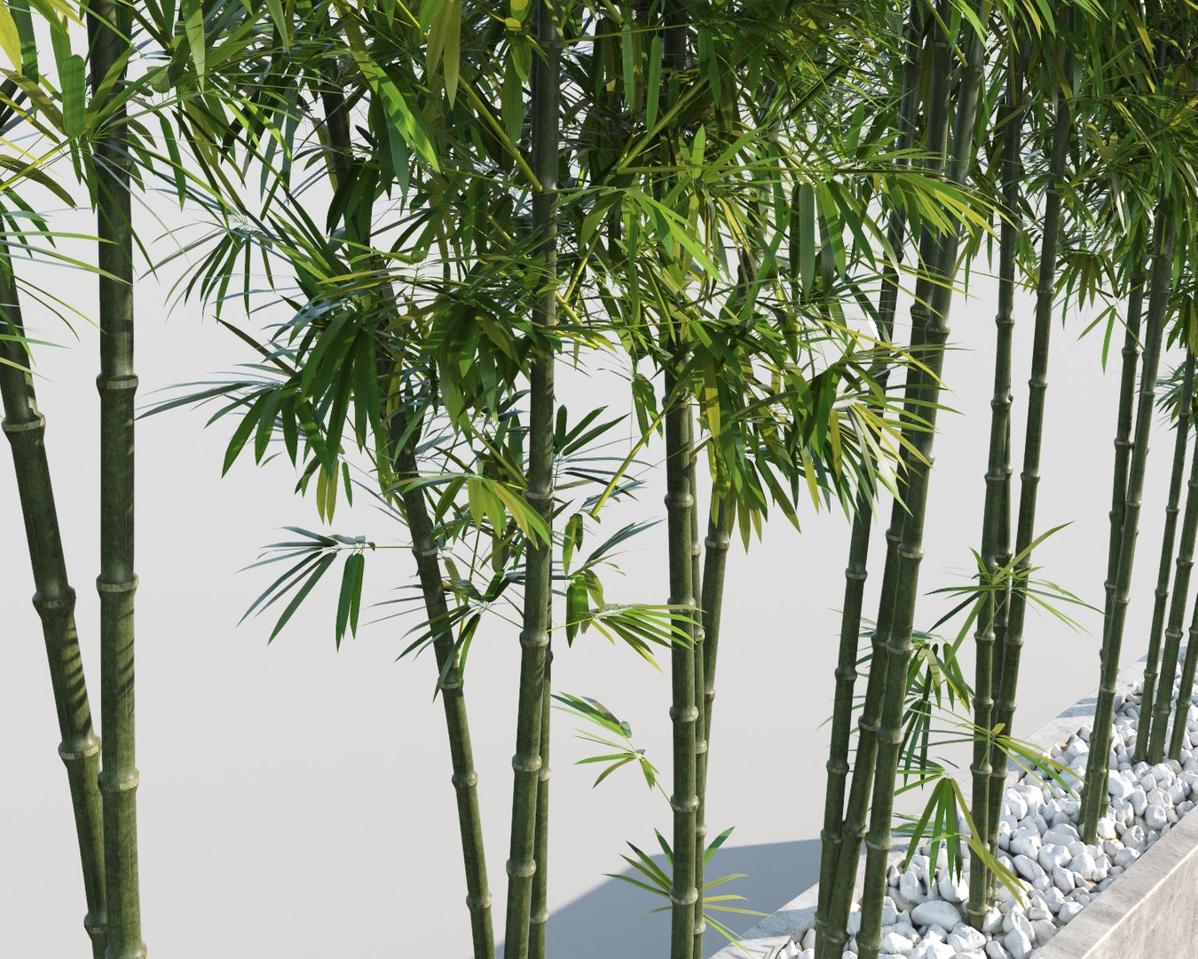 3d Bamboo Trees