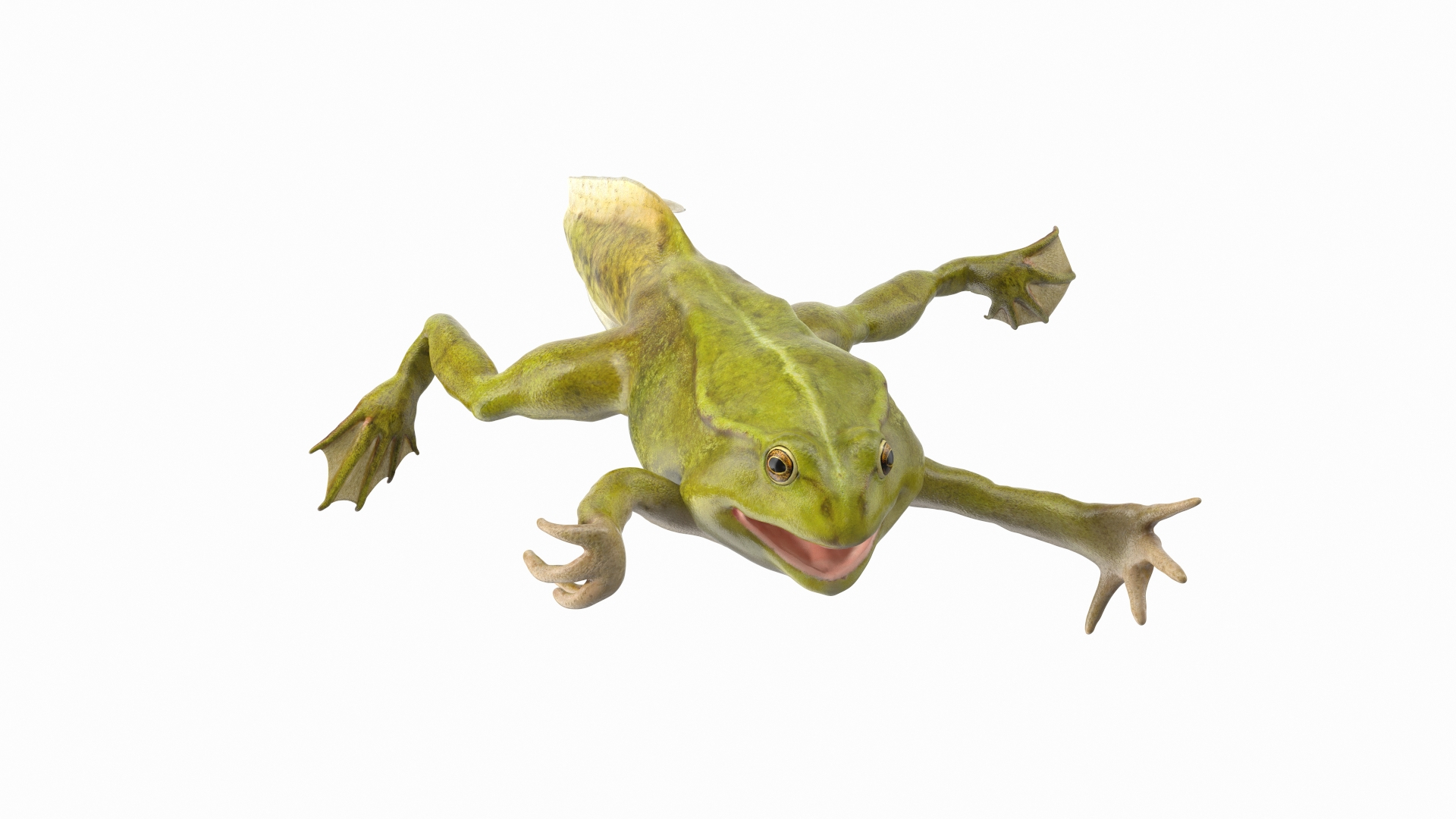 Tadpole With Four Legs Rigged For Modo 3D Model - TurboSquid 1727440