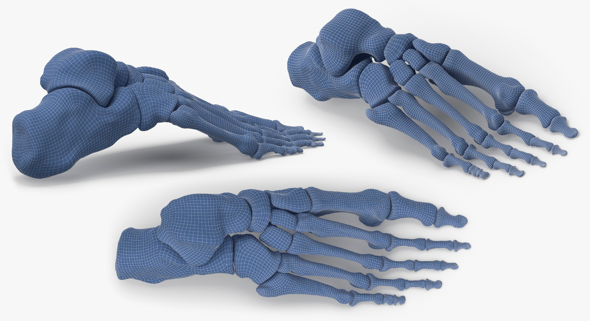 Human Hand And Foot Bones Collection Wei Und Gelb 4 Modelle 3D human-hand-and-foot-bones-collection-wei-und-gelb-4-modelle-3d