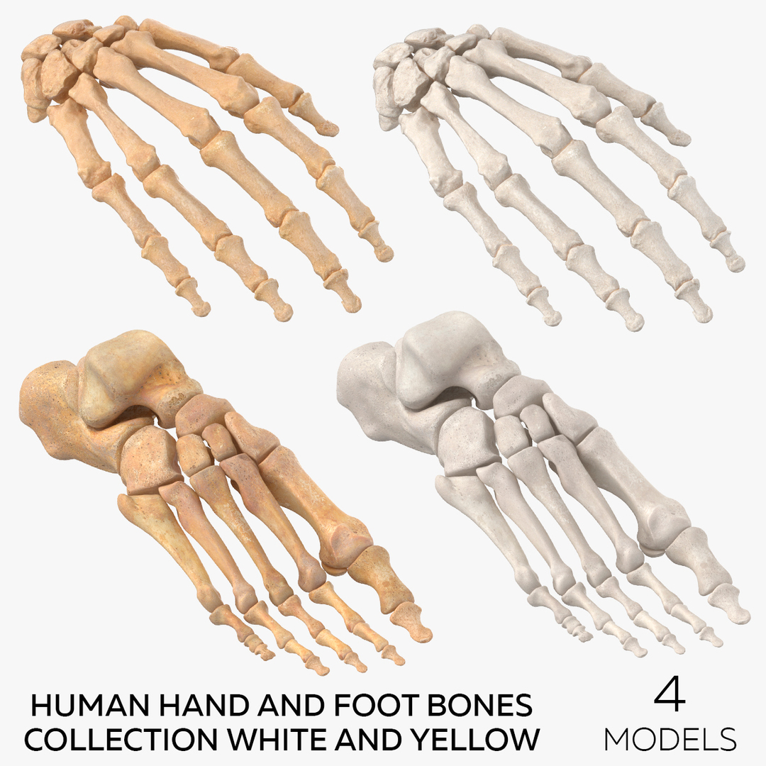 Human Hand and Foot Bones Collection Weiß und Gelb - 4 Modelle 3D ...