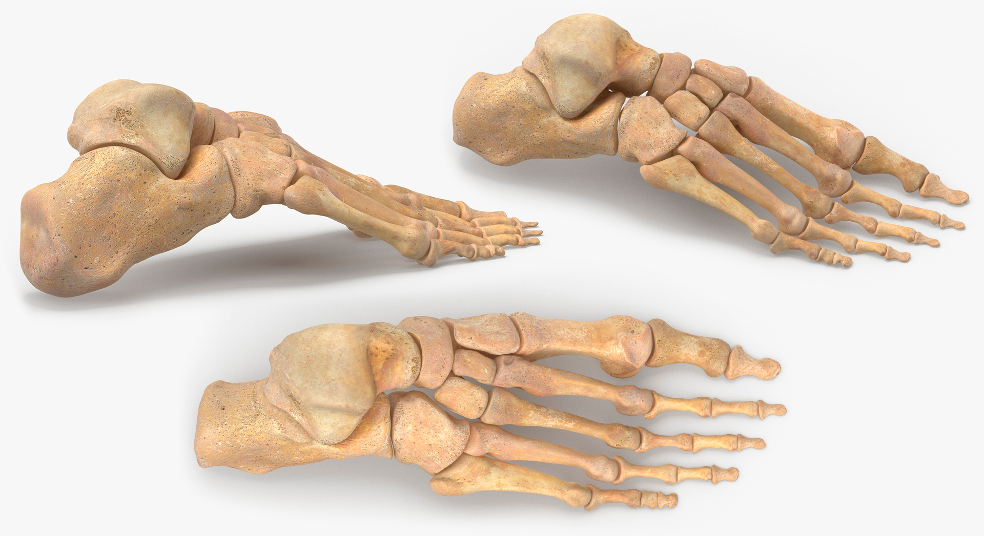 Human Hand And Foot Bones Collection White And Yellow 4 Models 3D 